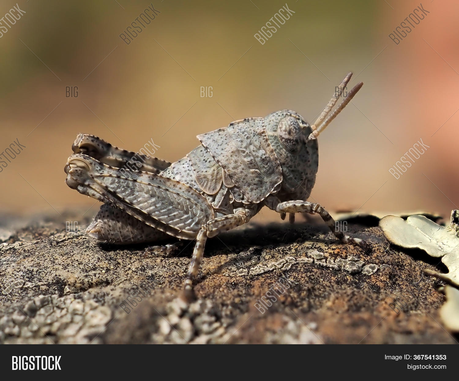 Small Grasshopper Image & Photo (Free Trial) | Bigstock