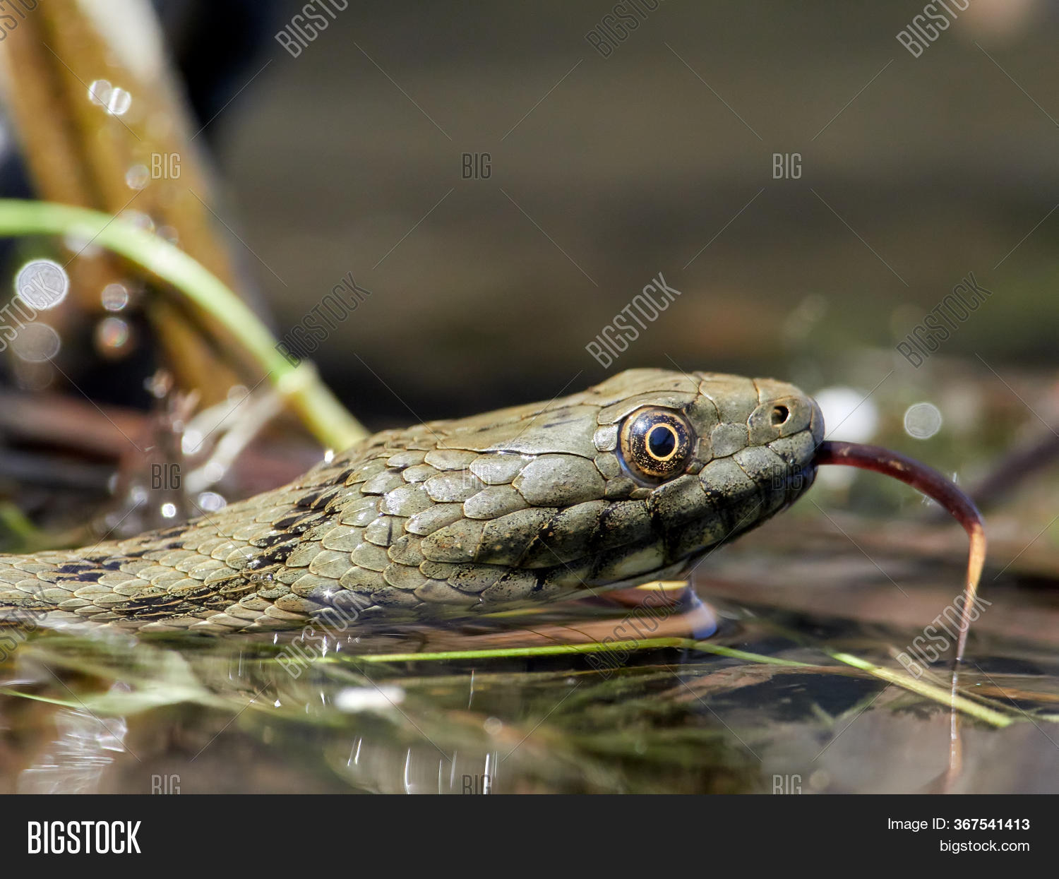 Dice Snake Water ( Image & Photo (Free Trial) | Bigstock