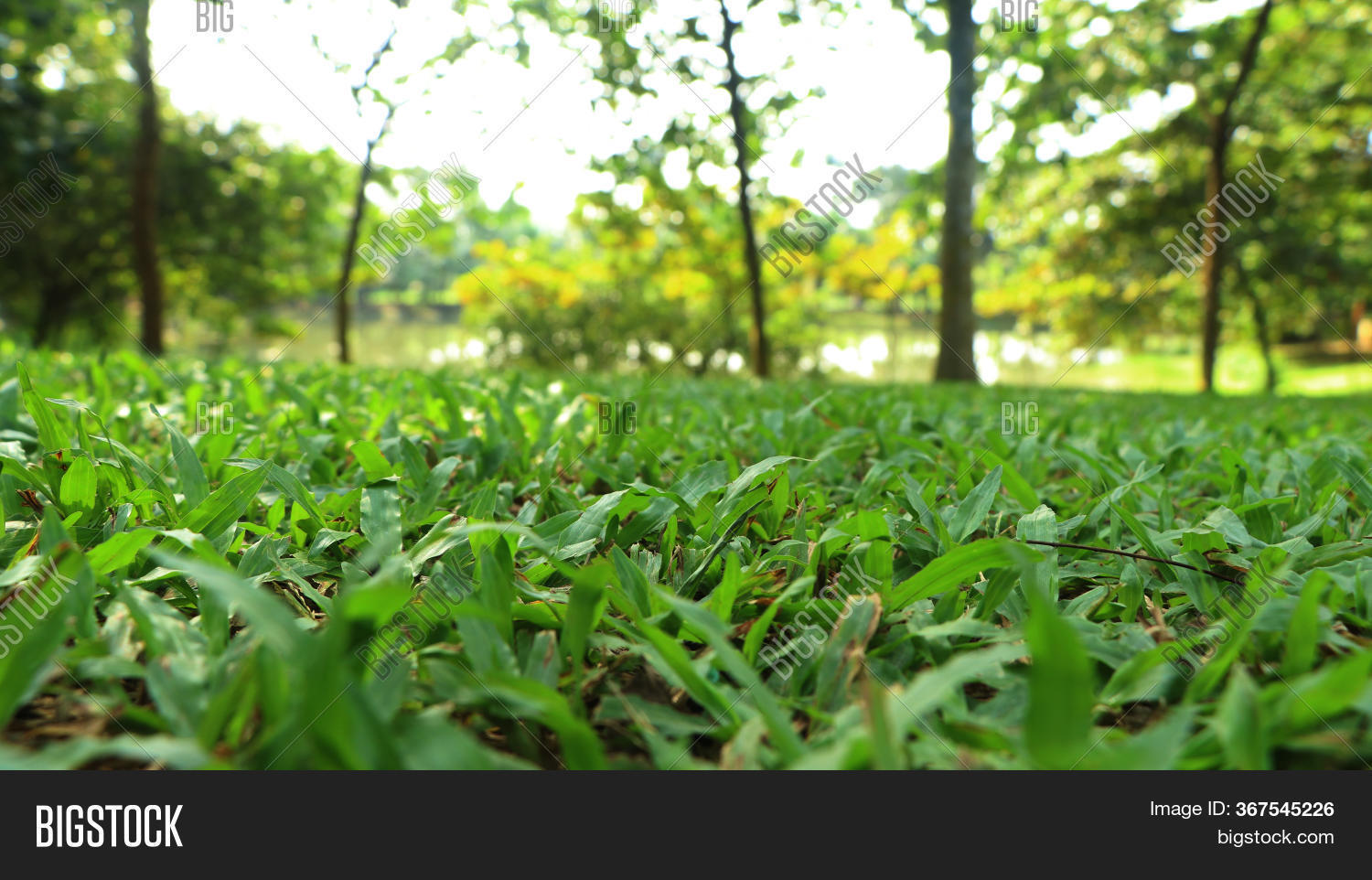 Natural Green Grass Image & Photo (Free Trial) | Bigstock
