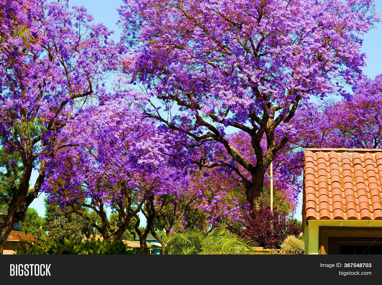 Tree Lined Residential Image & Photo (Free Trial) | Bigstock