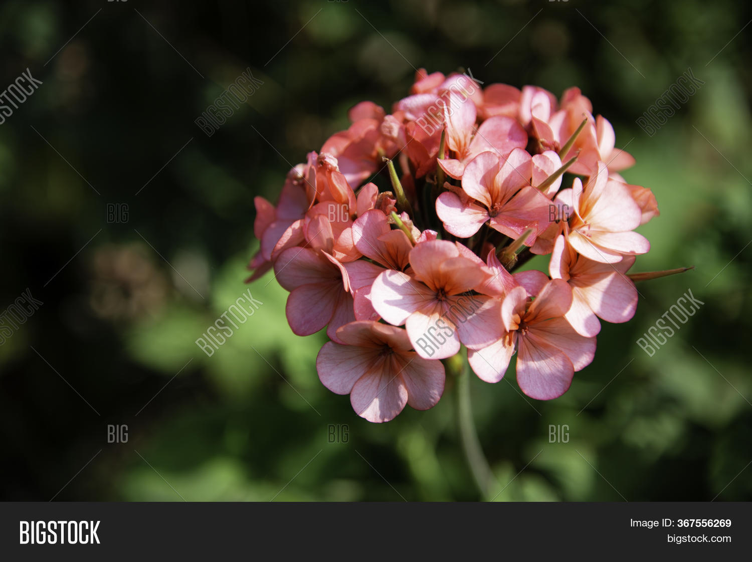 Dianthus Barbatus ( Image & Photo (Free Trial) | Bigstock