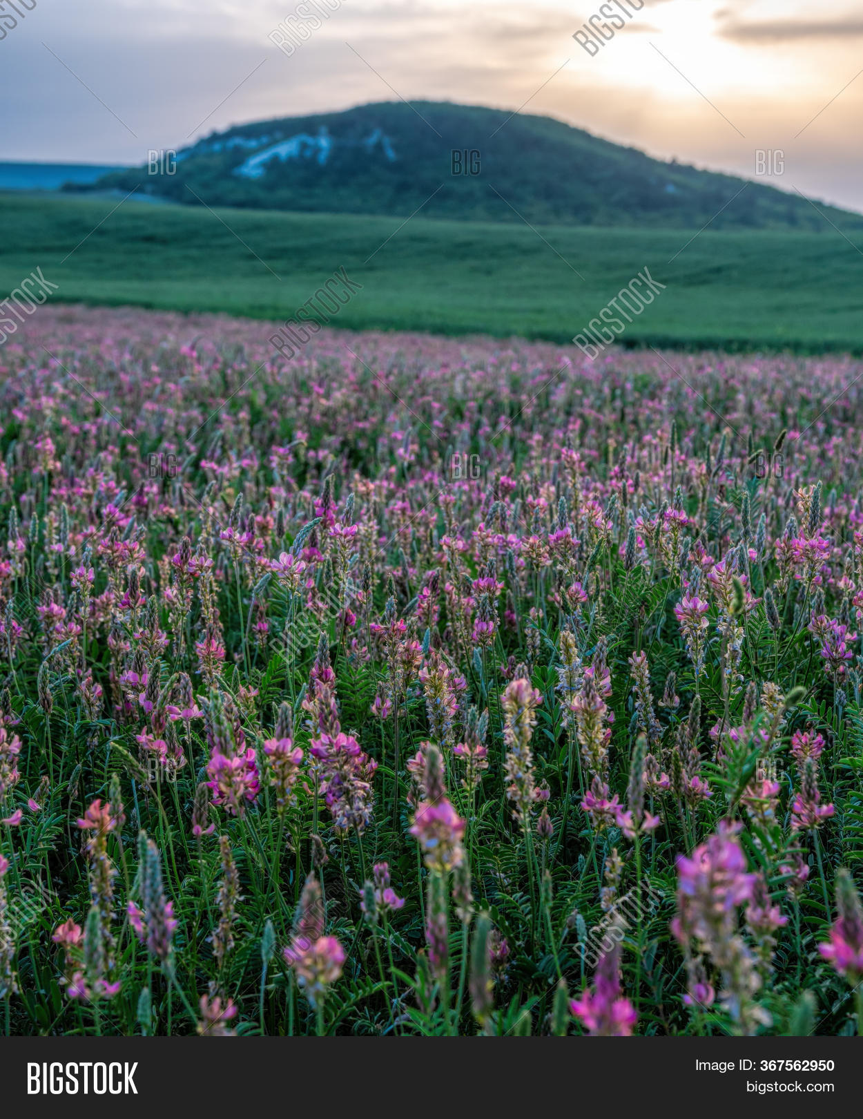 Field Pink Flowers Image & Photo (Free Trial) | Bigstock