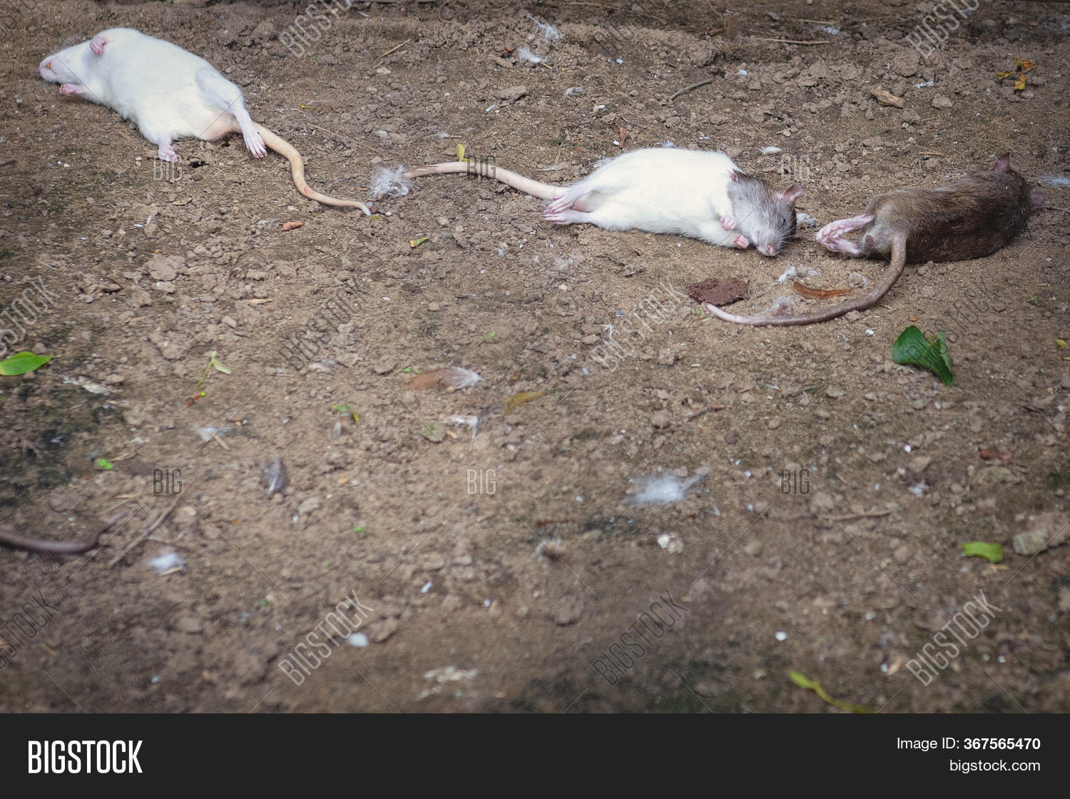 Dead Rat Lying On Image & Photo (Free Trial) | Bigstock