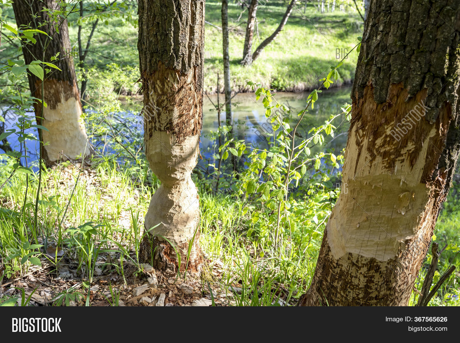 Destroyed Tree By Image & Photo (Free Trial) | Bigstock
