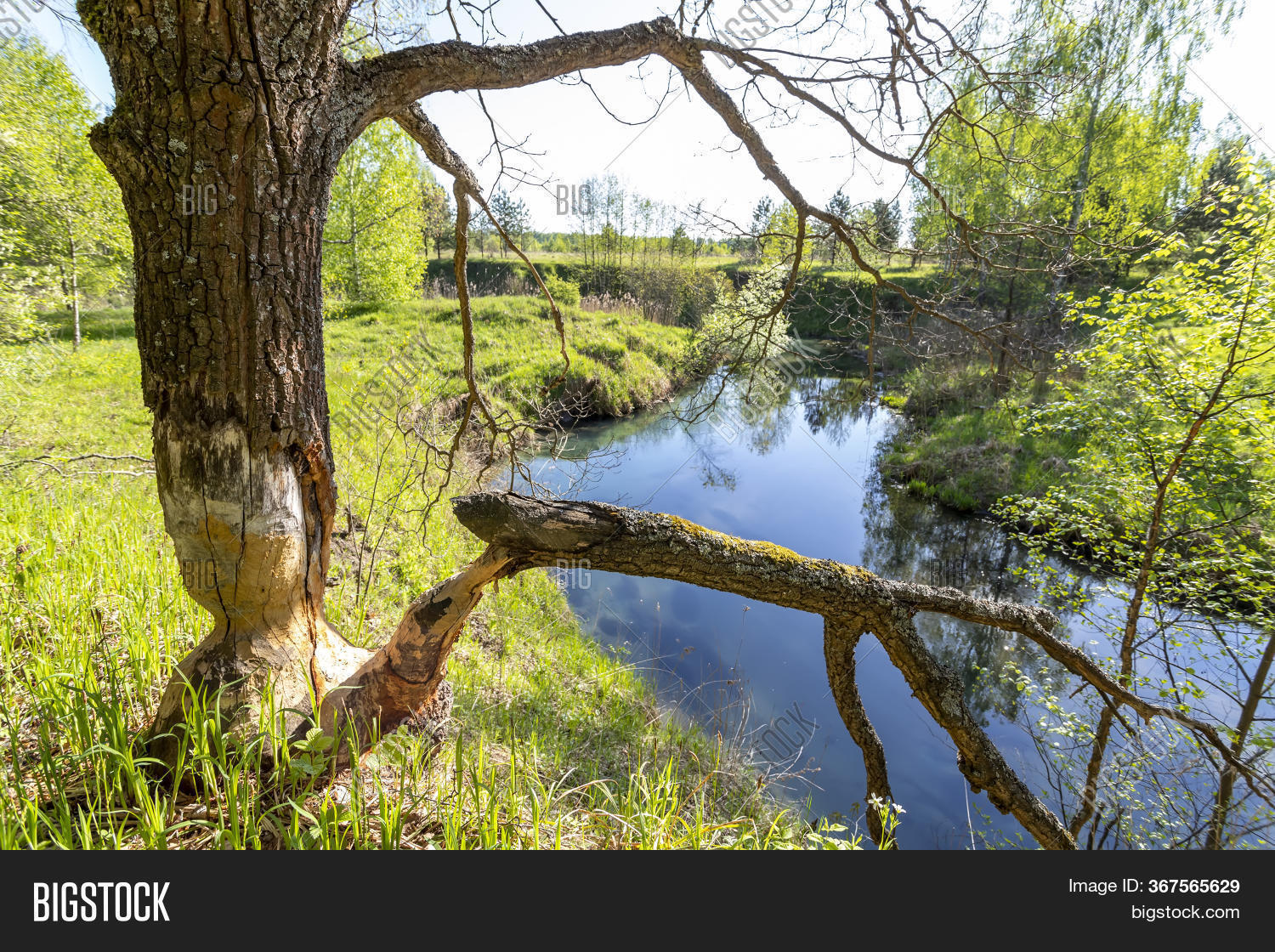 Destroyed Tree By Image & Photo (Free Trial) | Bigstock