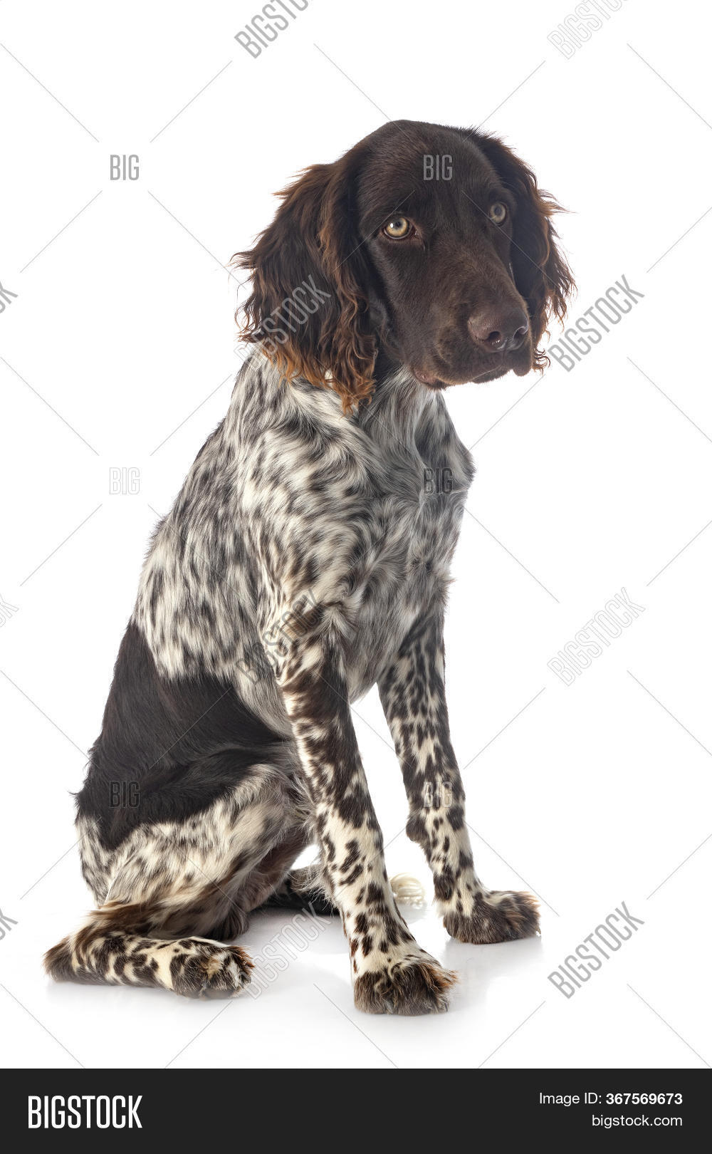 Small Munsterlander Image & Photo (Free Trial) | Bigstock