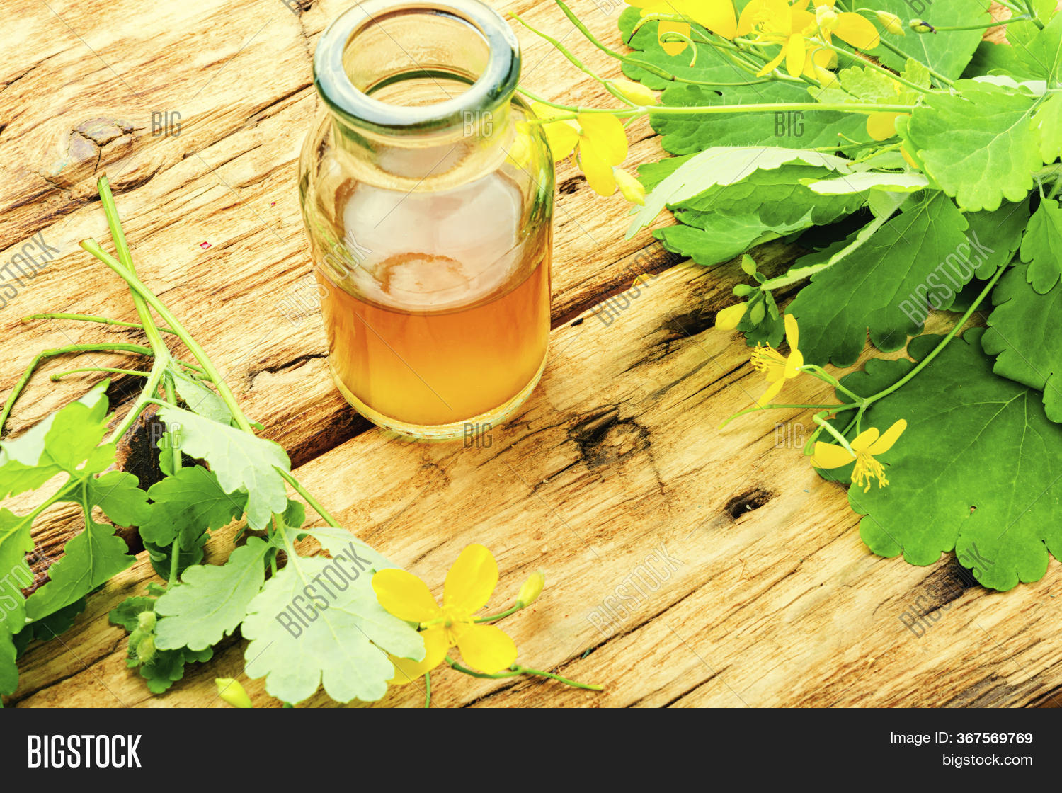 Celandine Herbal Image & Photo (Free Trial) | Bigstock