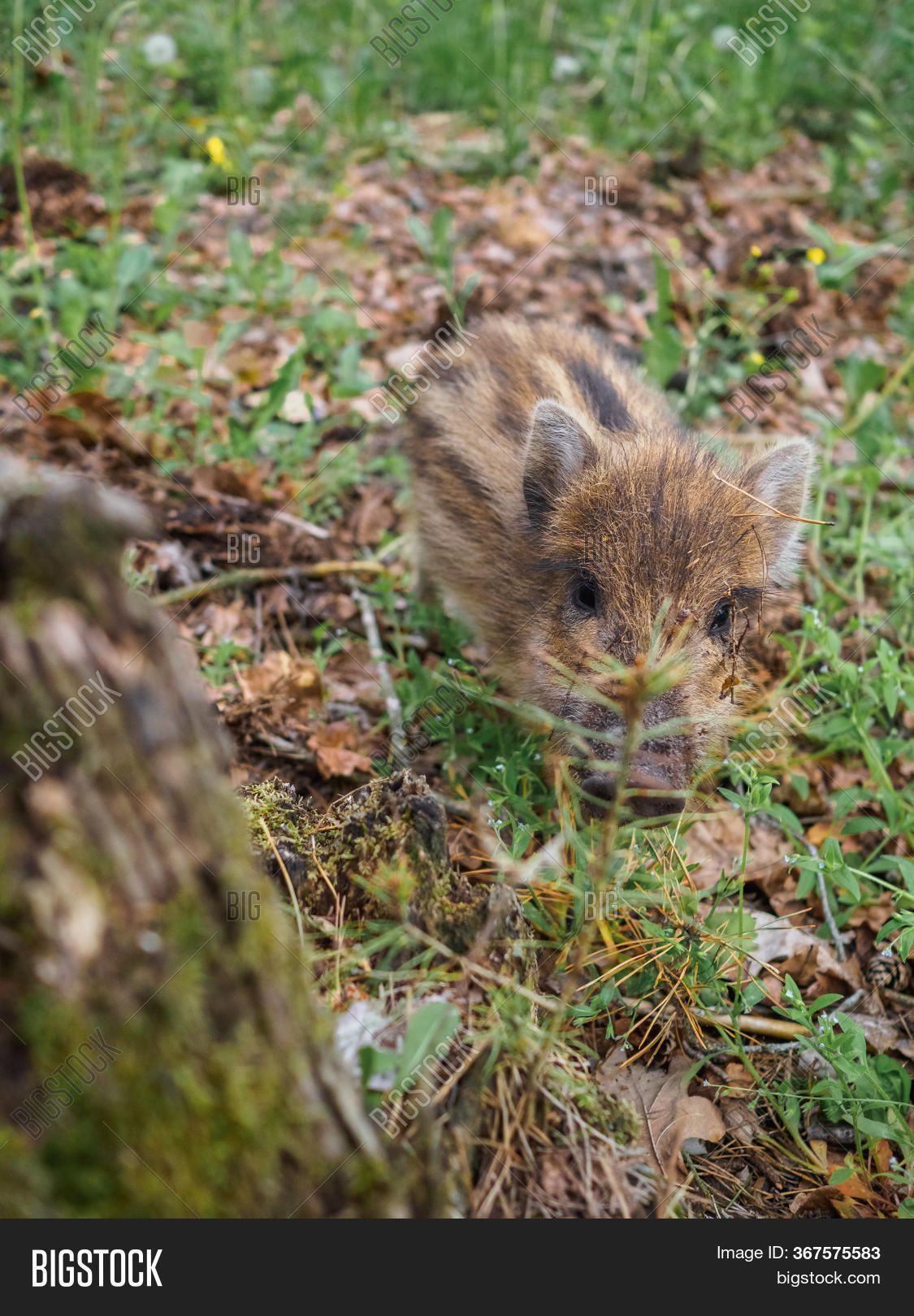 Little Wild Boar Grass Image & Photo (Free Trial) | Bigstock