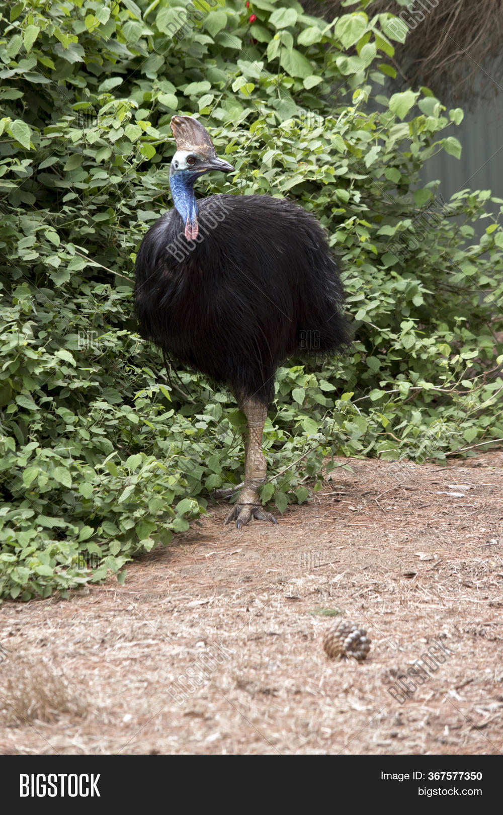 Cassowary Large Bird Image & Photo (Free Trial) | Bigstock