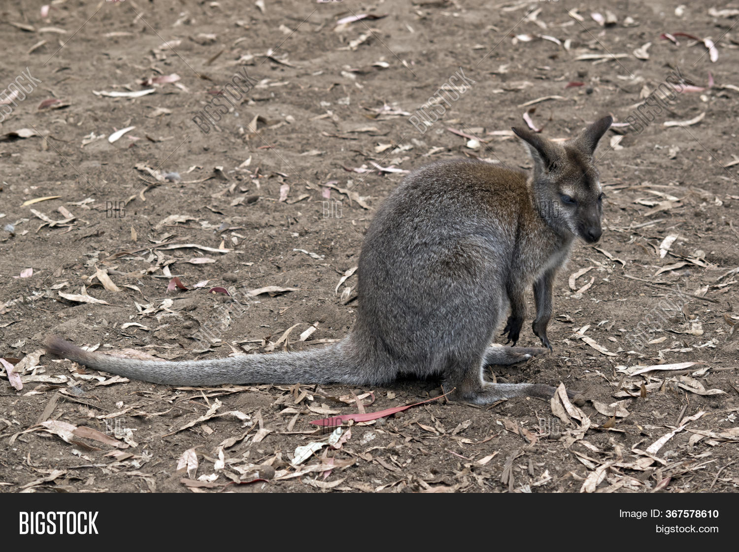Red Necked Wallaby Image & Photo (Free Trial) | Bigstock