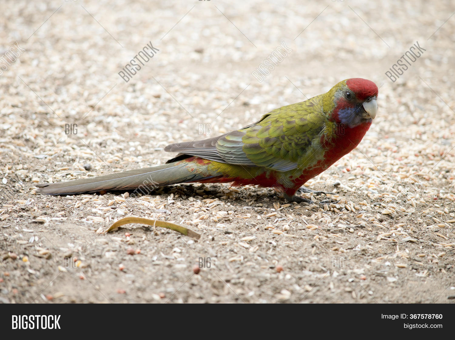 Female Crimson Rosella Image & Photo (Free Trial) | Bigstock