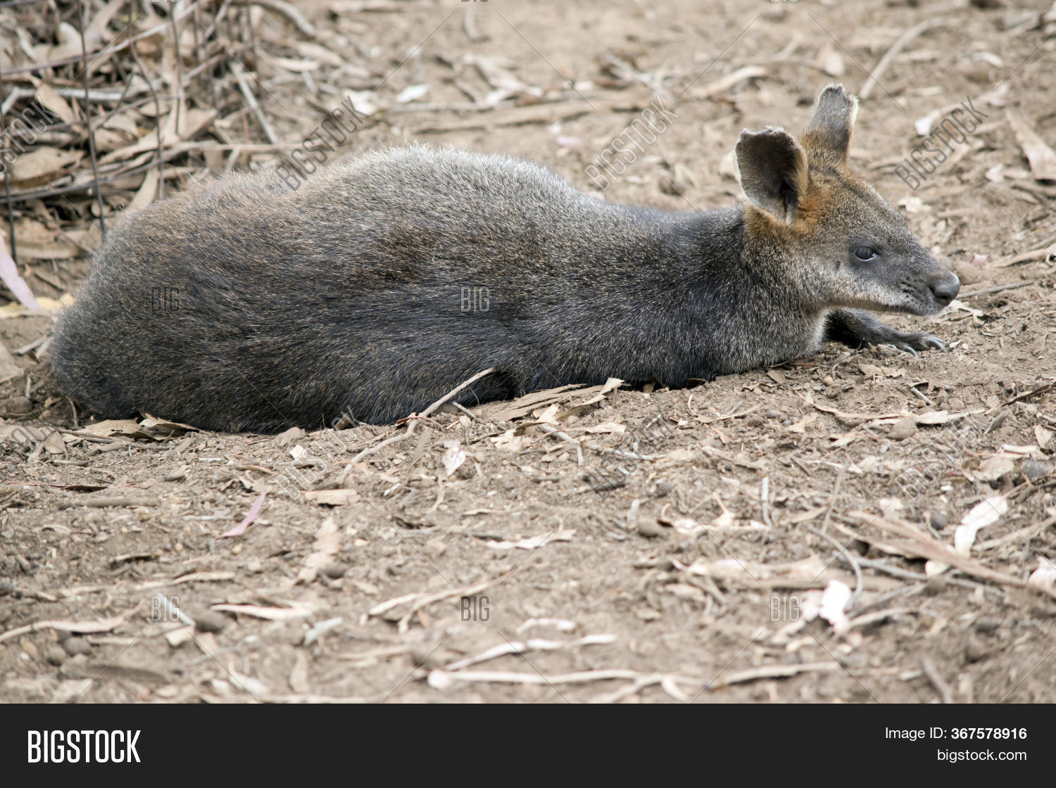 Swamp Wallaby Grey Image & Photo (Free Trial) | Bigstock