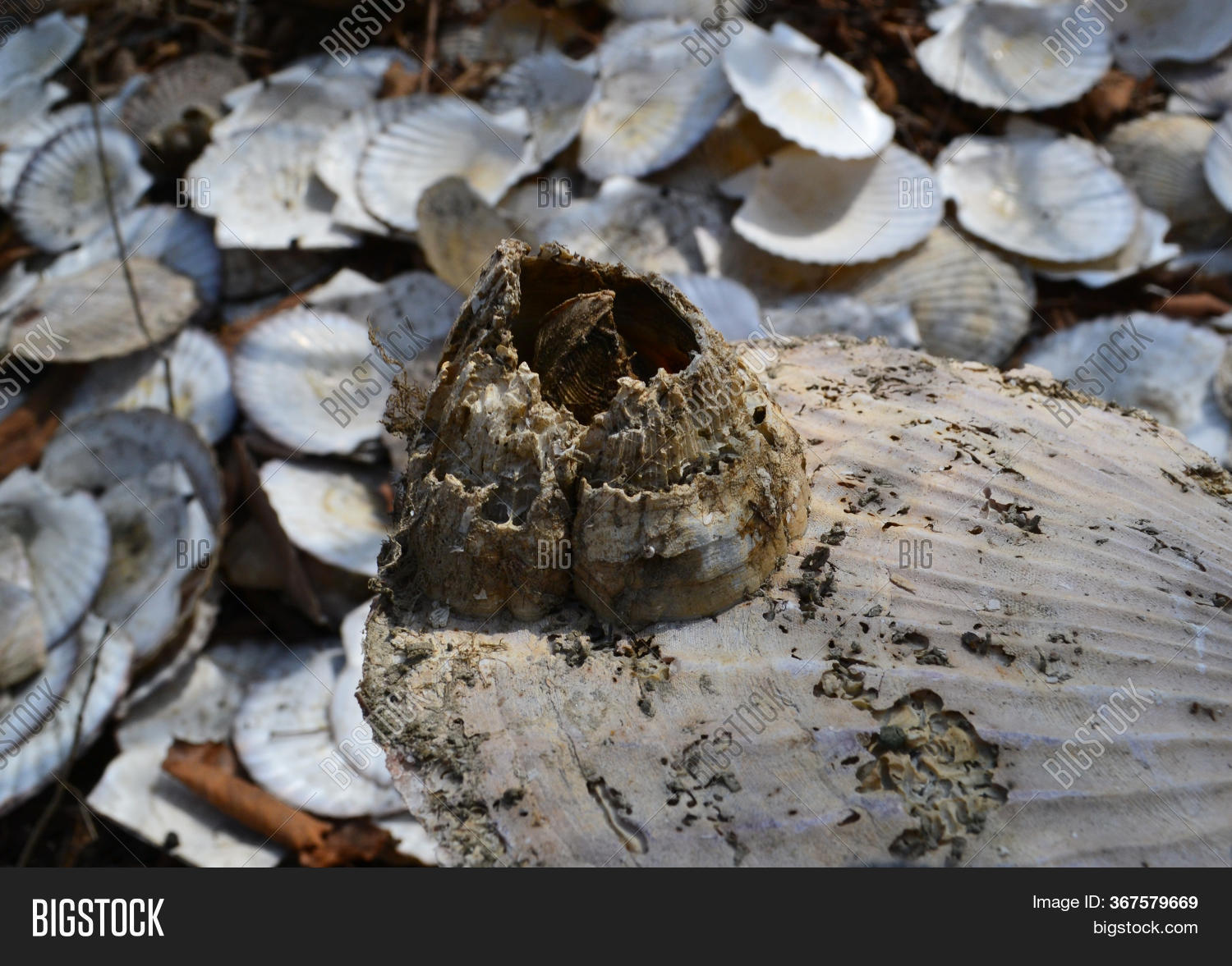 Balanus Attached Shell Image & Photo (Free Trial) | Bigstock