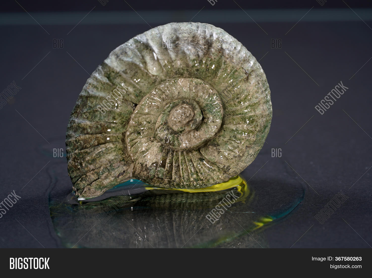 Ammonites, Ammonoidea Image & Photo (Free Trial) | Bigstock