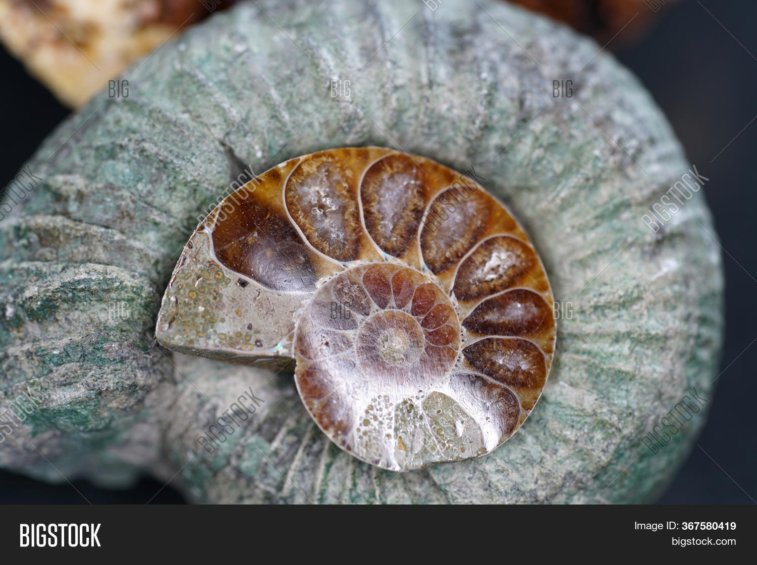 Ammonites, Ammonoidea Image & Photo (Free Trial) | Bigstock