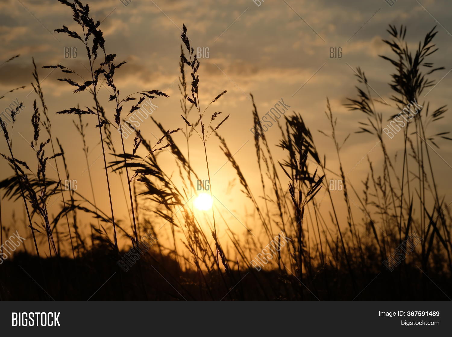 Dawn Wheat Field. Image & Photo (Free Trial) | Bigstock