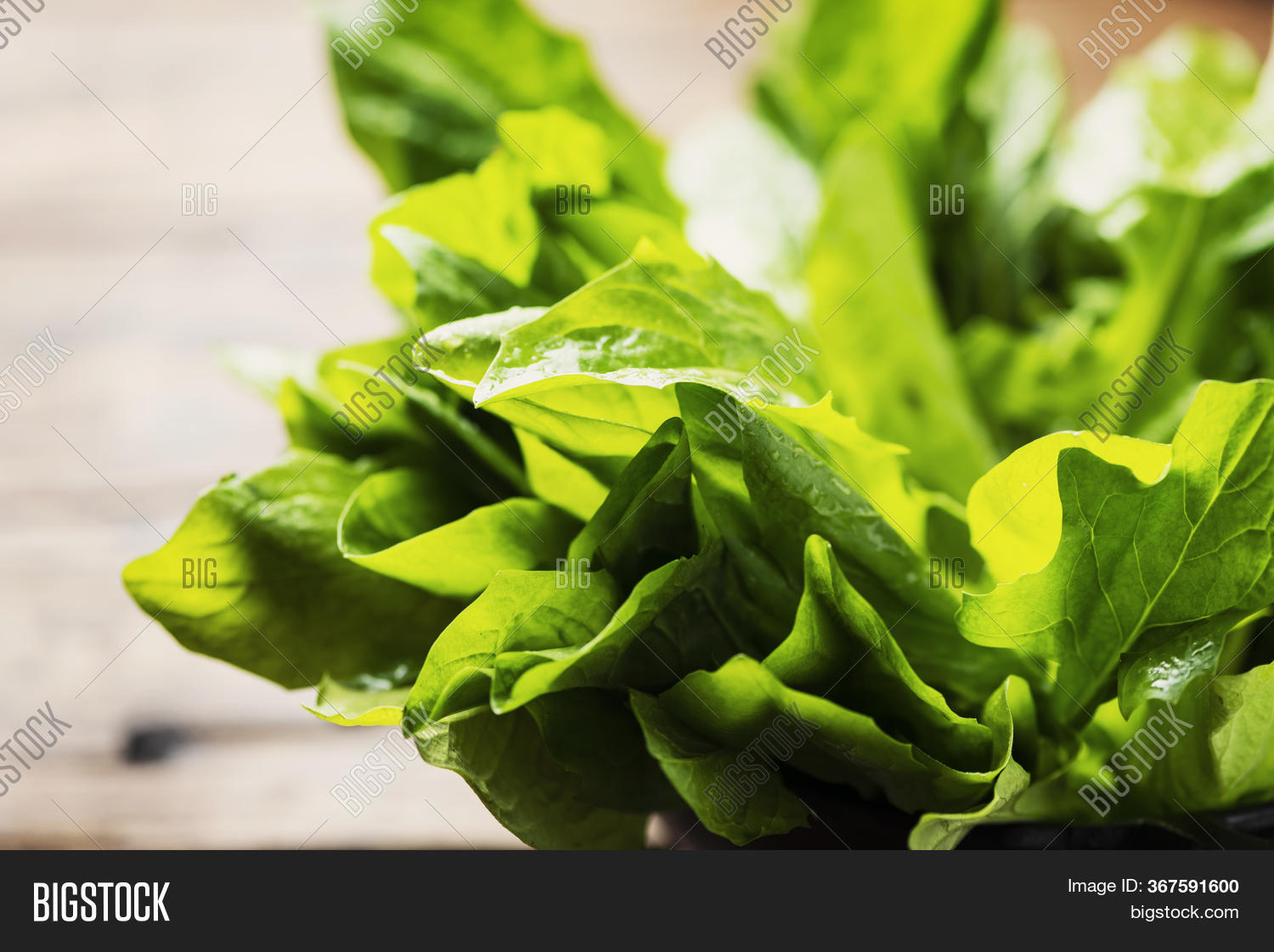 Fresh Green Chicory Image & Photo (Free Trial) | Bigstock