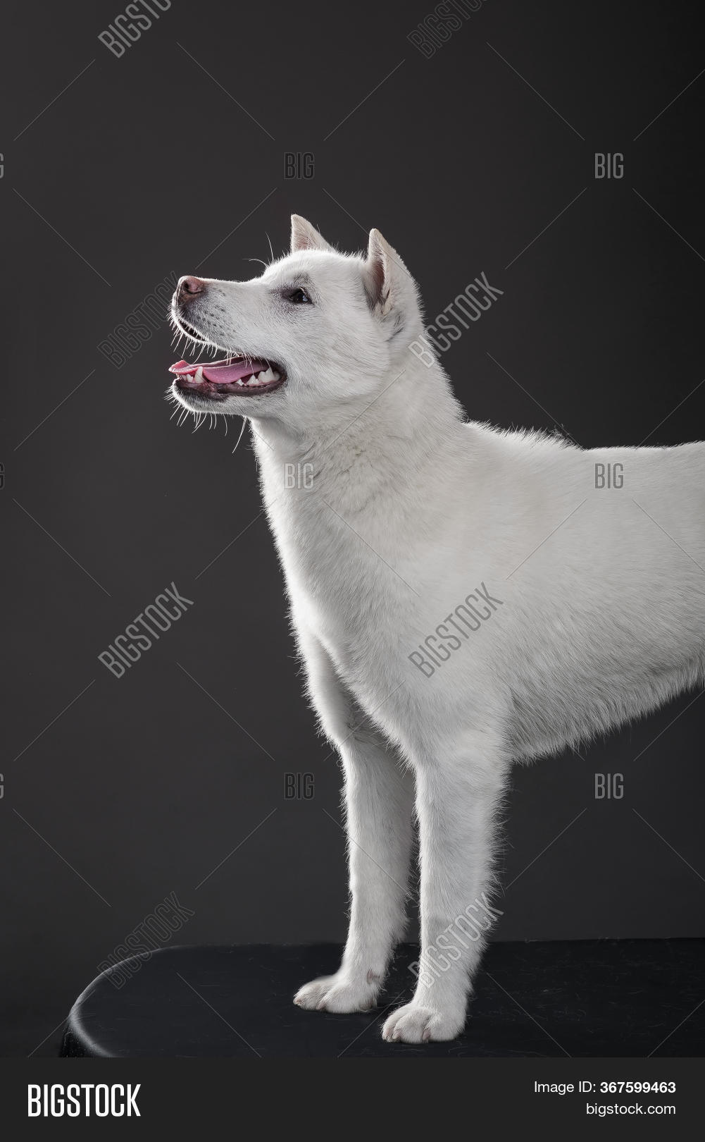 Kishu Inu White Image & Photo (Free Trial) | Bigstock