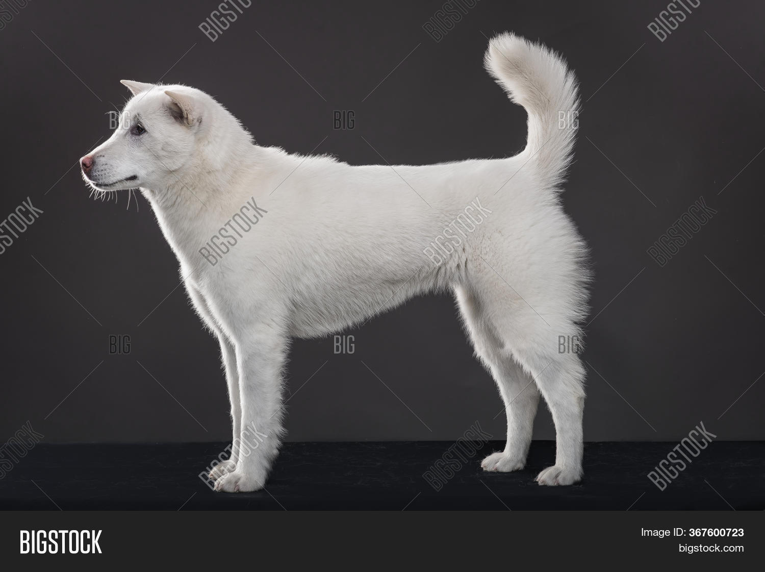 Kishu Inu White Image & Photo (Free Trial) | Bigstock