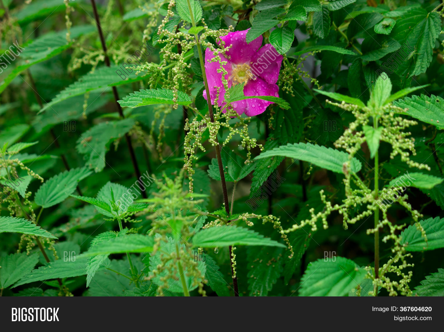 Wonderful Tender Pink Image & Photo (Free Trial) | Bigstock