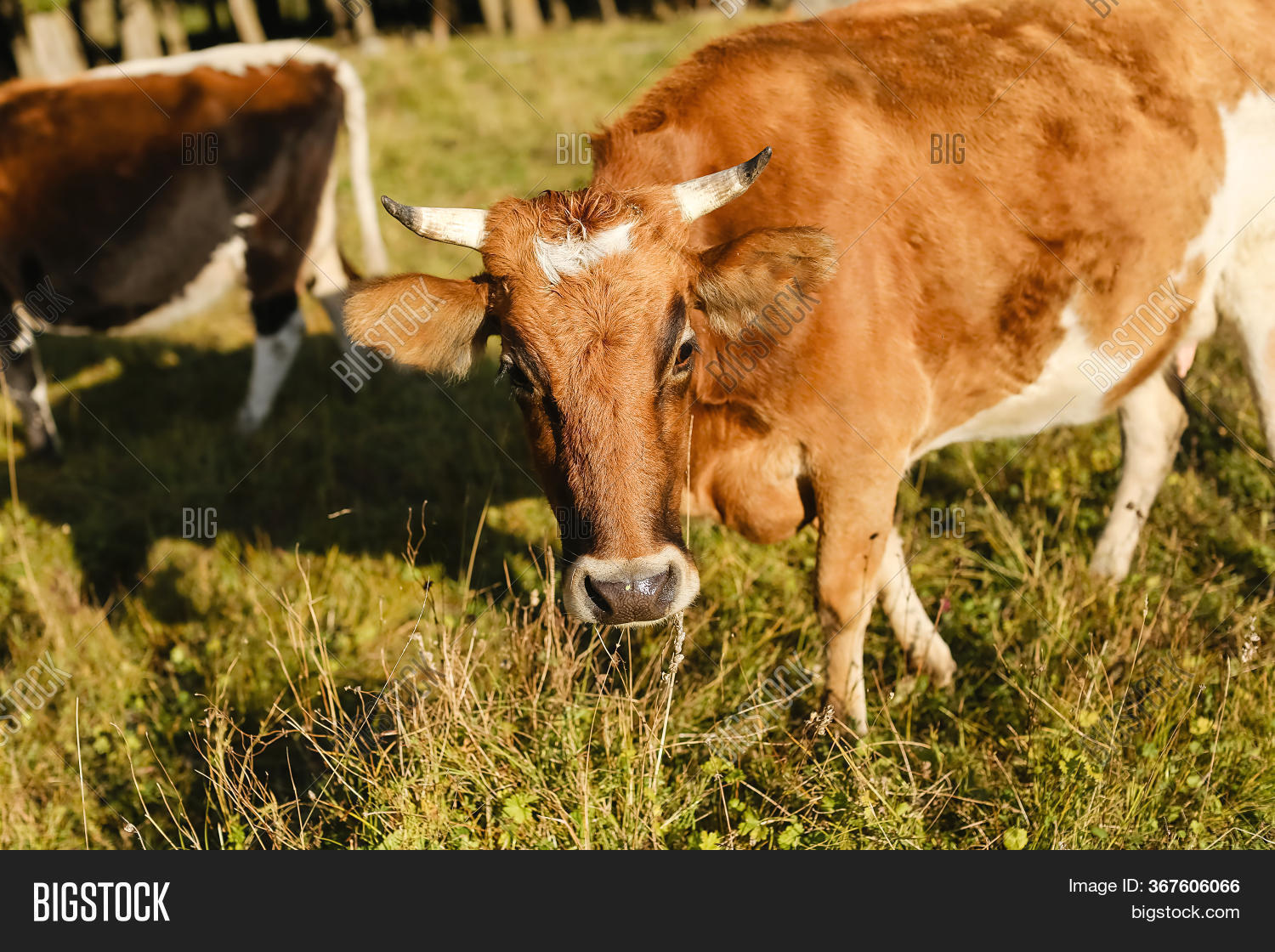 Close Large Cow Red Image & Photo (Free Trial) | Bigstock