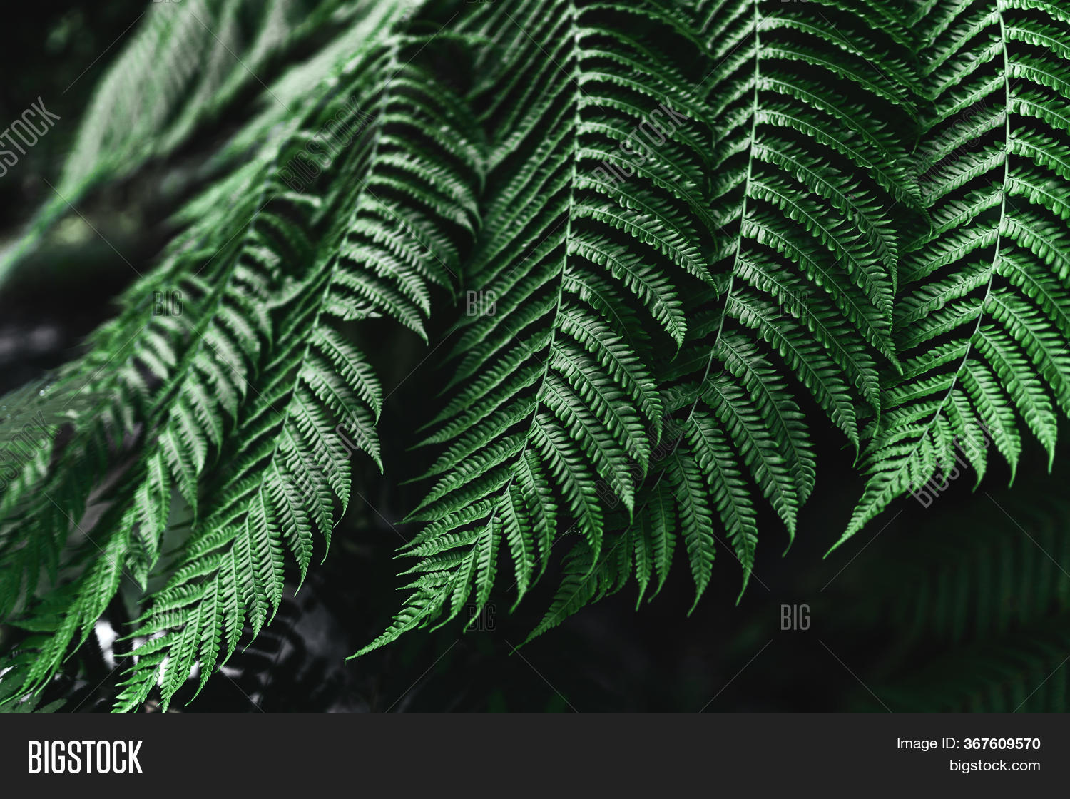 Perfect Natural Fern Image & Photo (Free Trial) | Bigstock