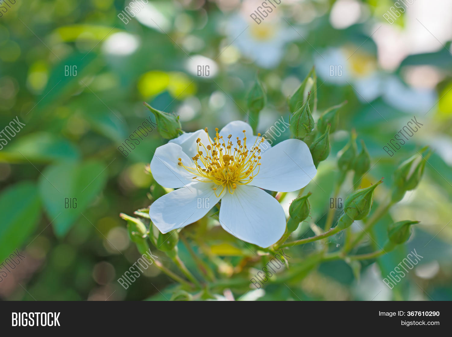 Lonely Amazing White Image & Photo (Free Trial) | Bigstock
