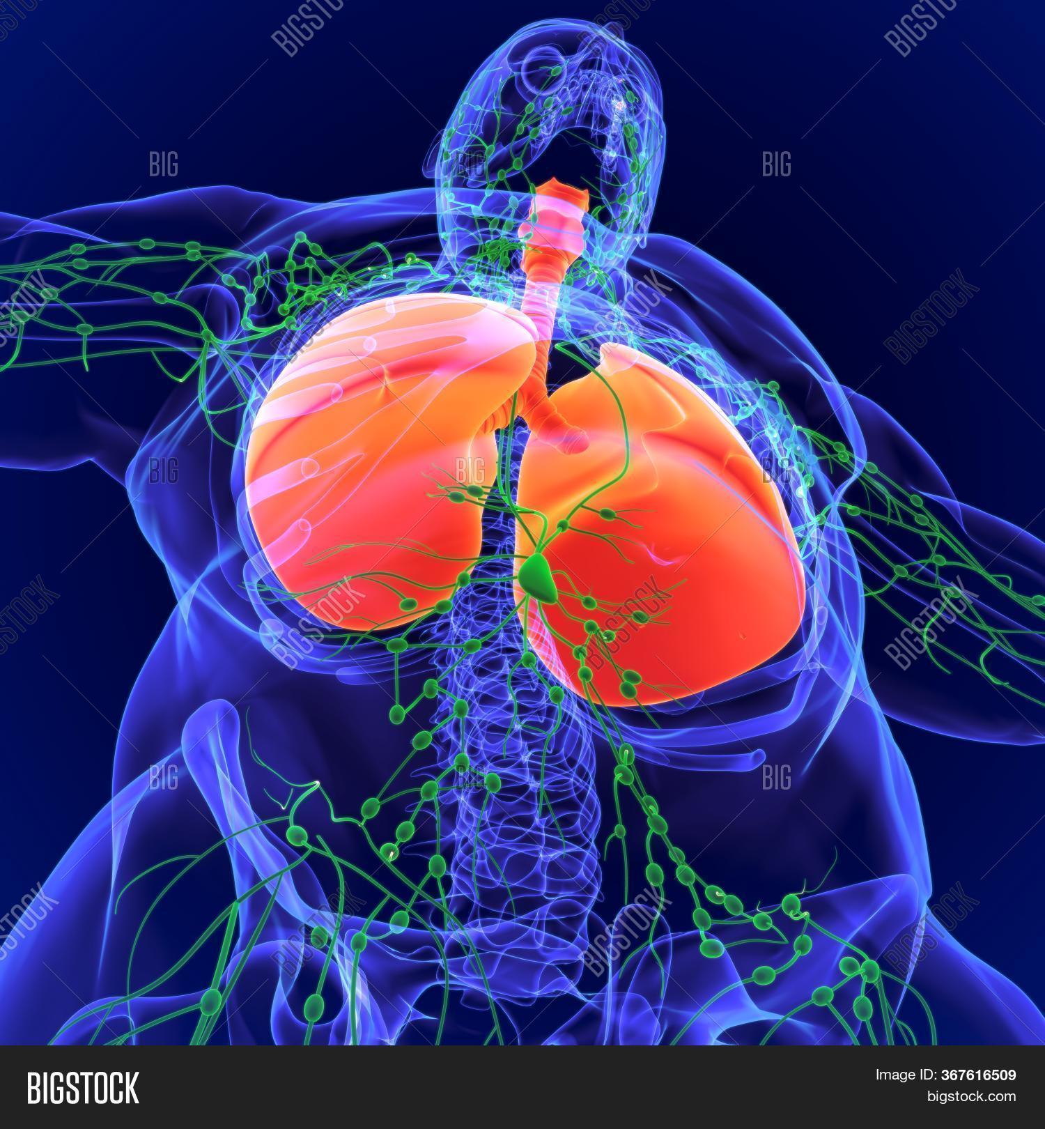 Lymph Nodes Widely Image & Photo (Free Trial) | Bigstock