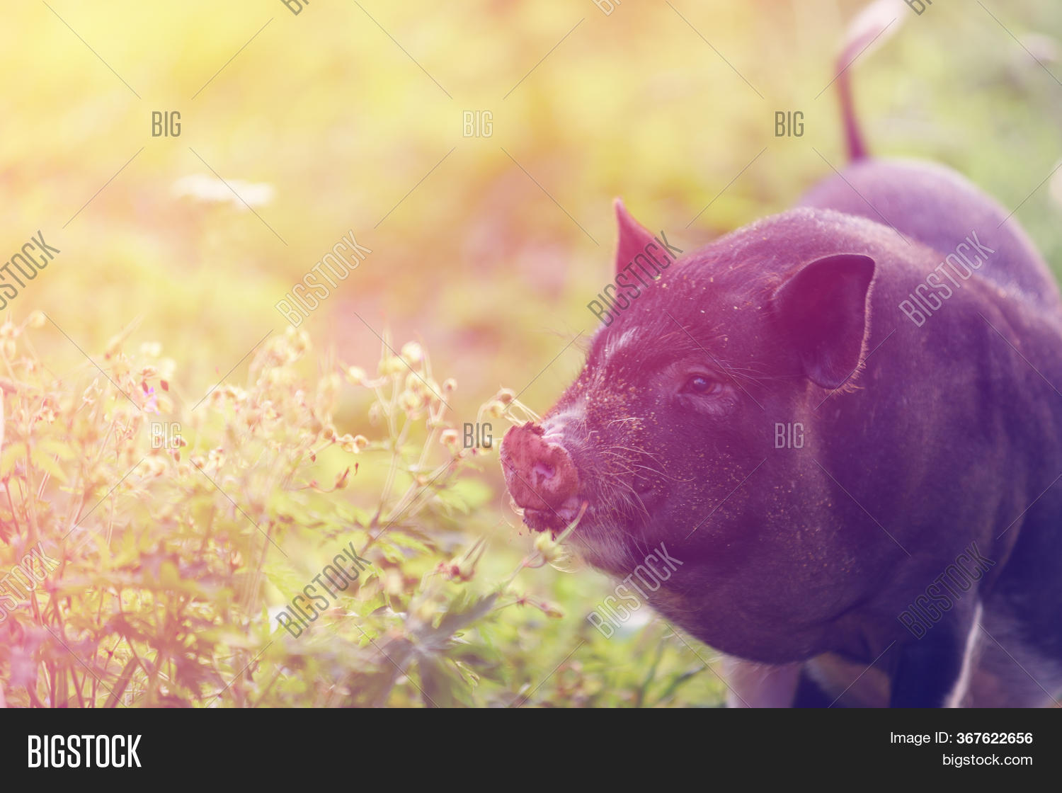 Pig Closeup On Image & Photo (Free Trial) | Bigstock