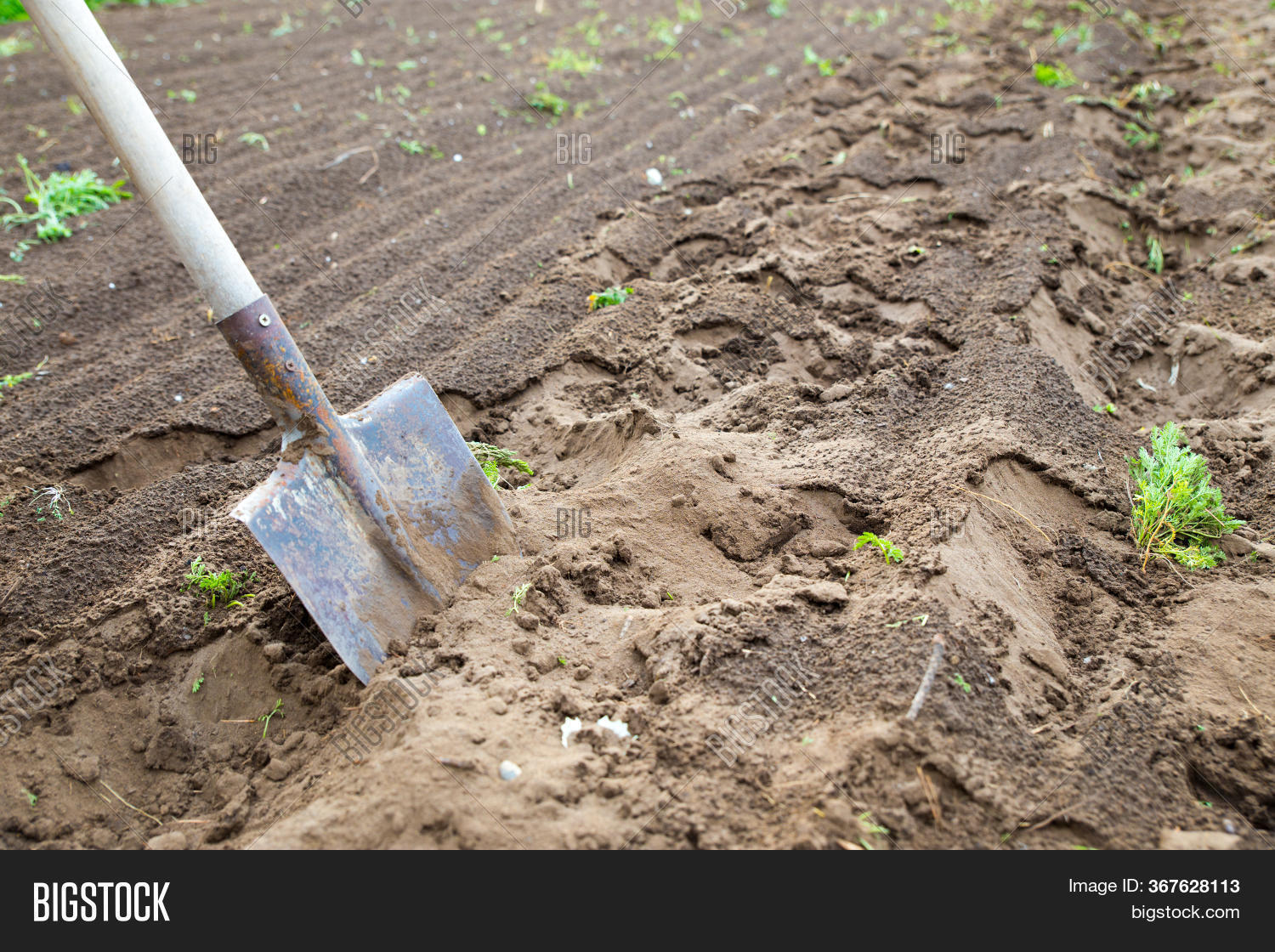 Gardener Digging Image & Photo (Free Trial) | Bigstock