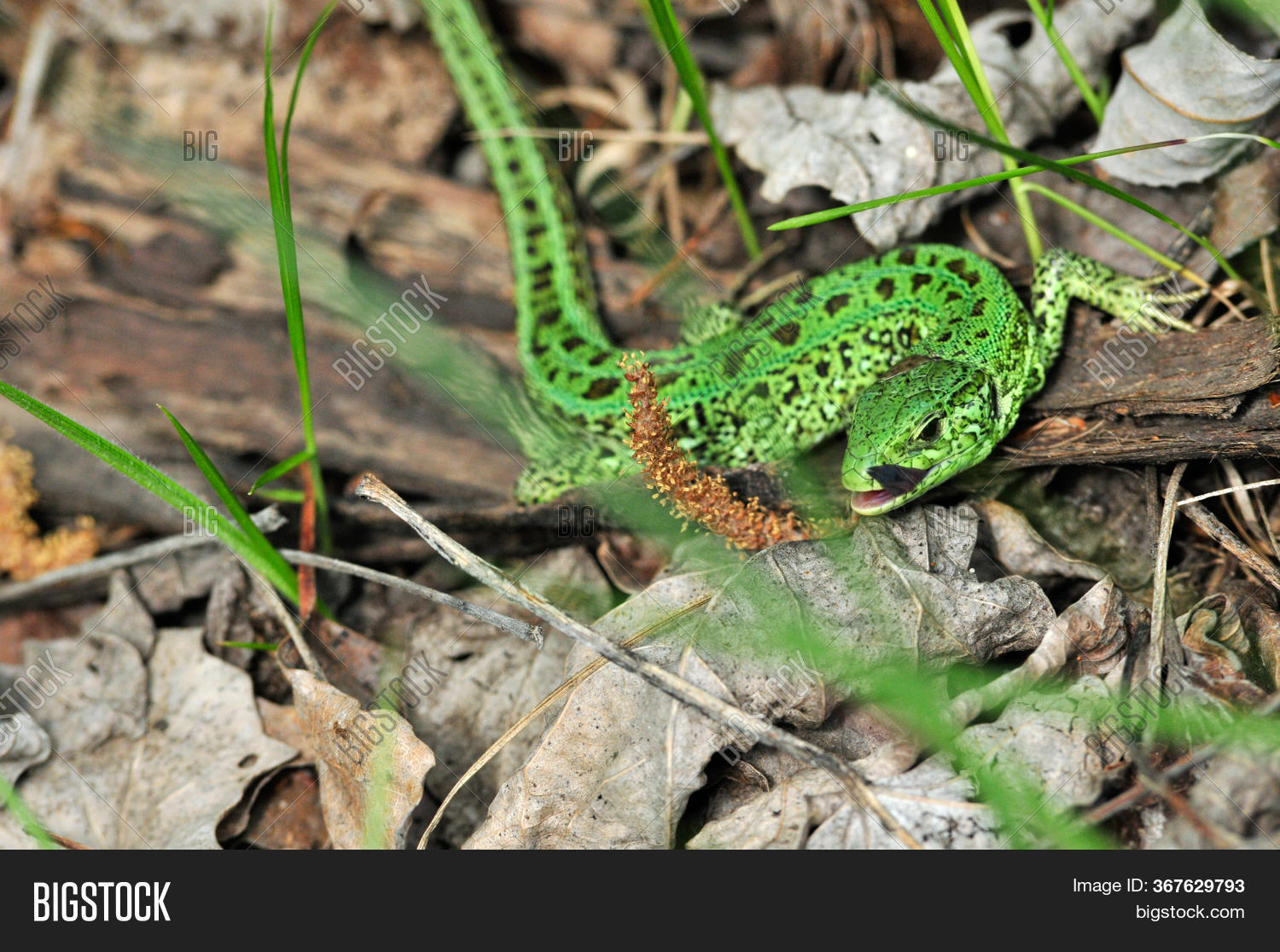 Quick Lizard, Nimble Image & Photo (Free Trial) | Bigstock