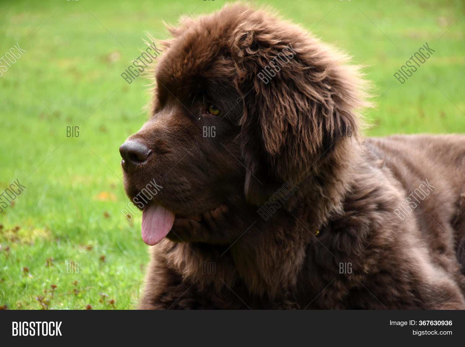 Large Breed Newfie Dog Image & Photo (Free Trial) | Bigstock