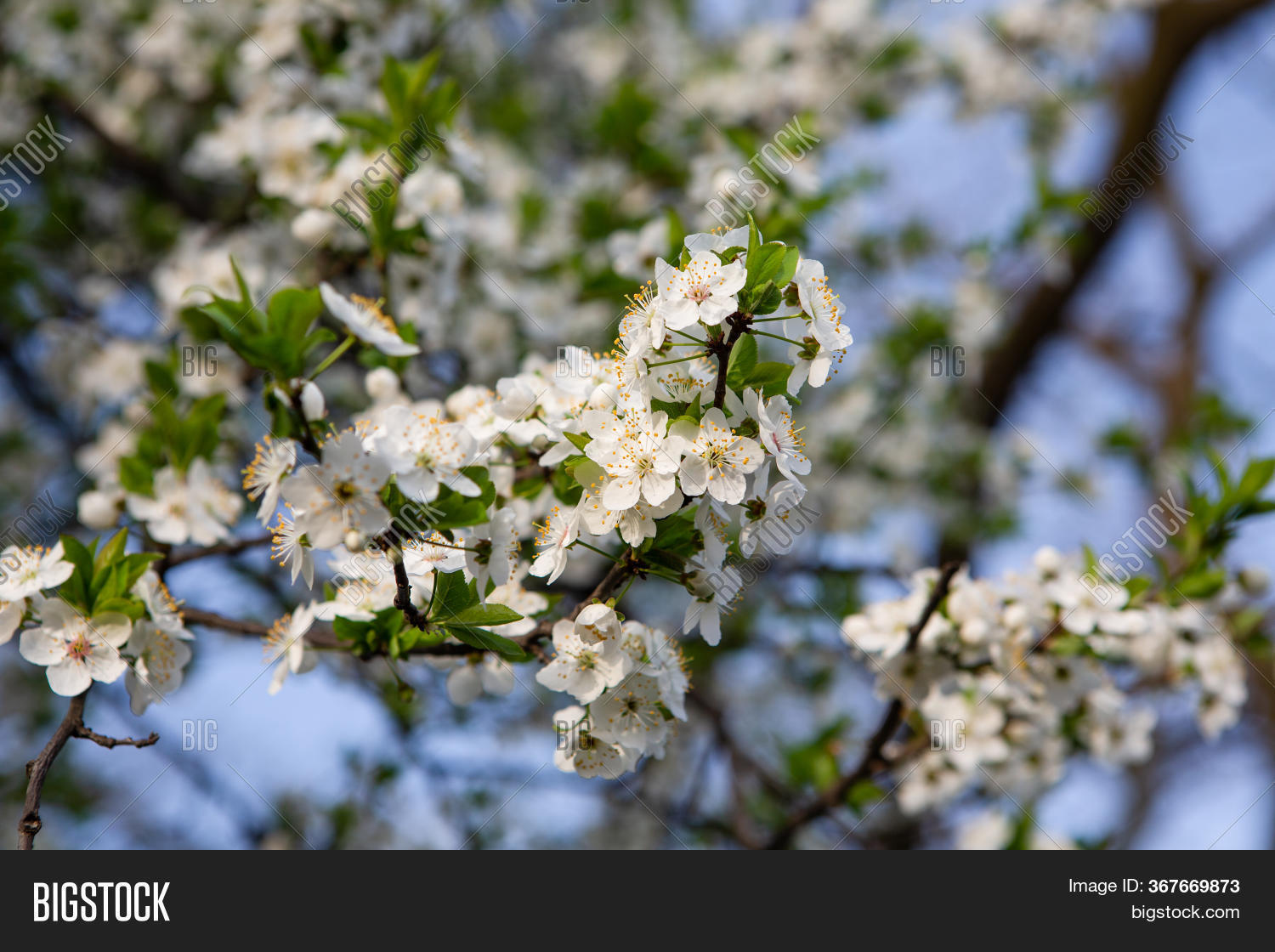 Apple Tree White Image & Photo (Free Trial) | Bigstock