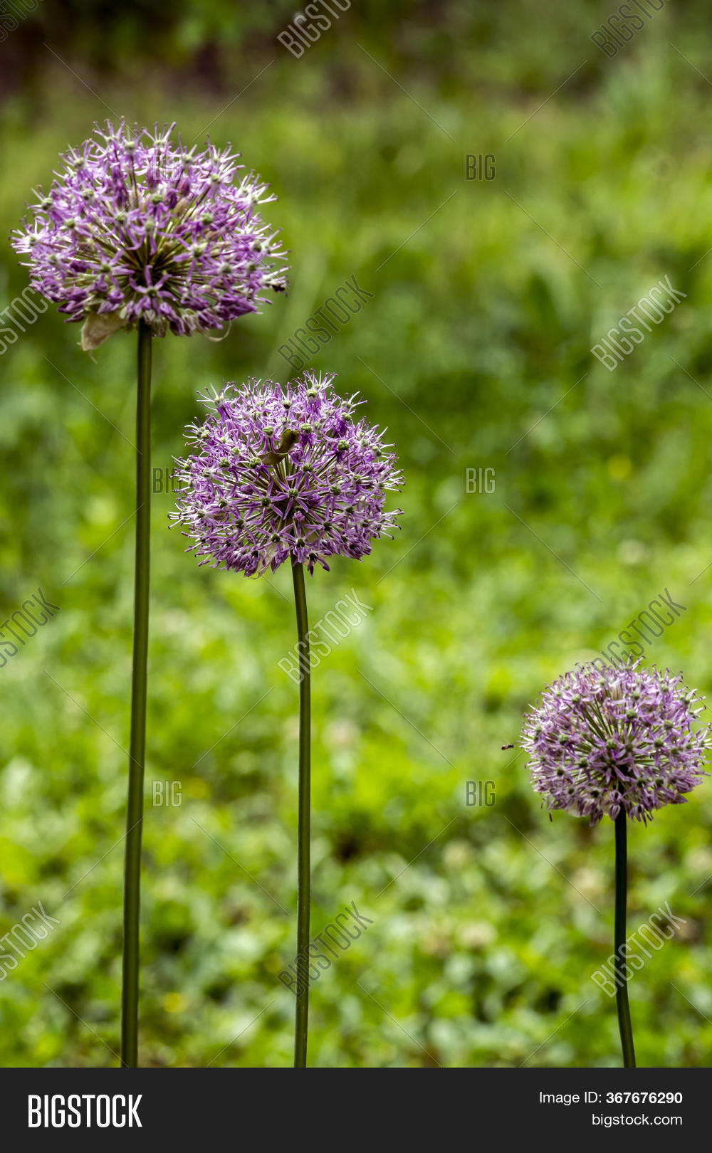Giant Ornamental Onion Image & Photo (Free Trial) | Bigstock