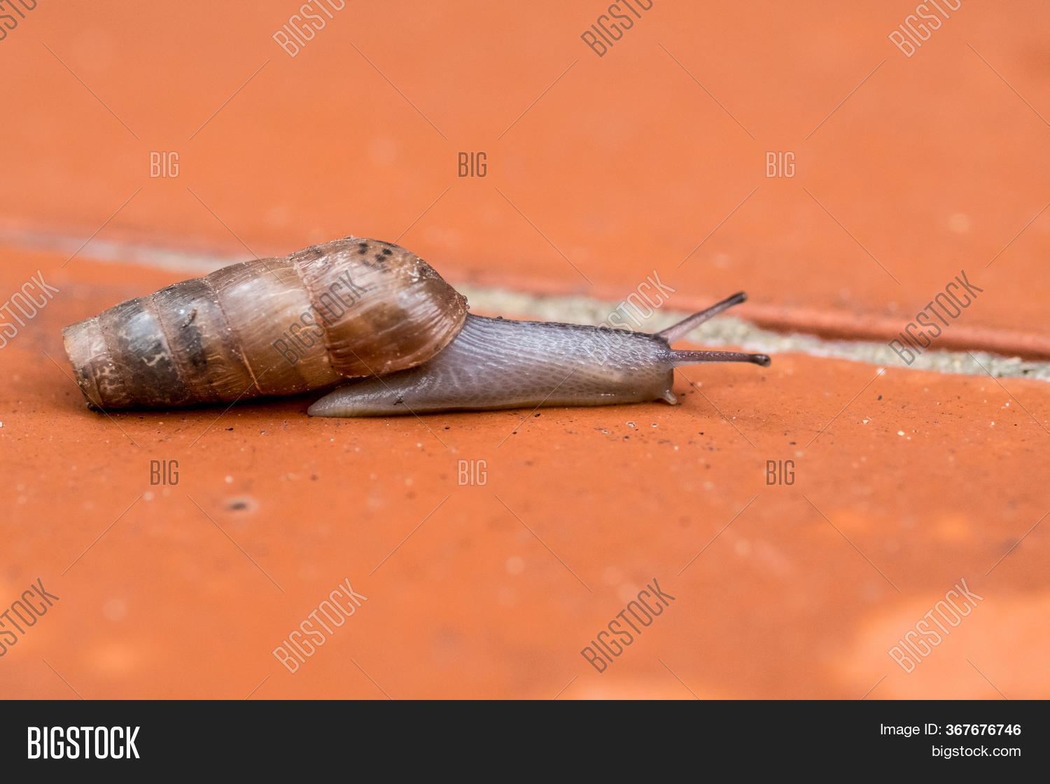 Rumina Decollata Macro Image & Photo (Free Trial) | Bigstock