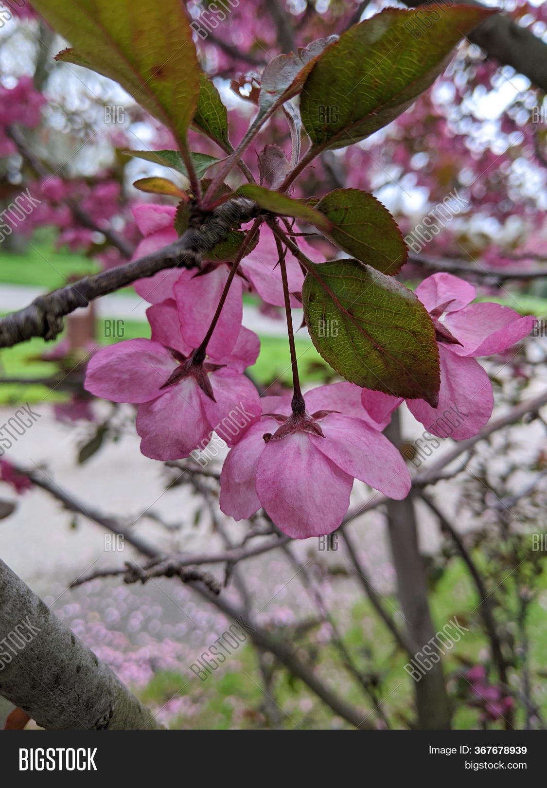 Pink Crabapple Flowers Image & Photo (Free Trial) | Bigstock