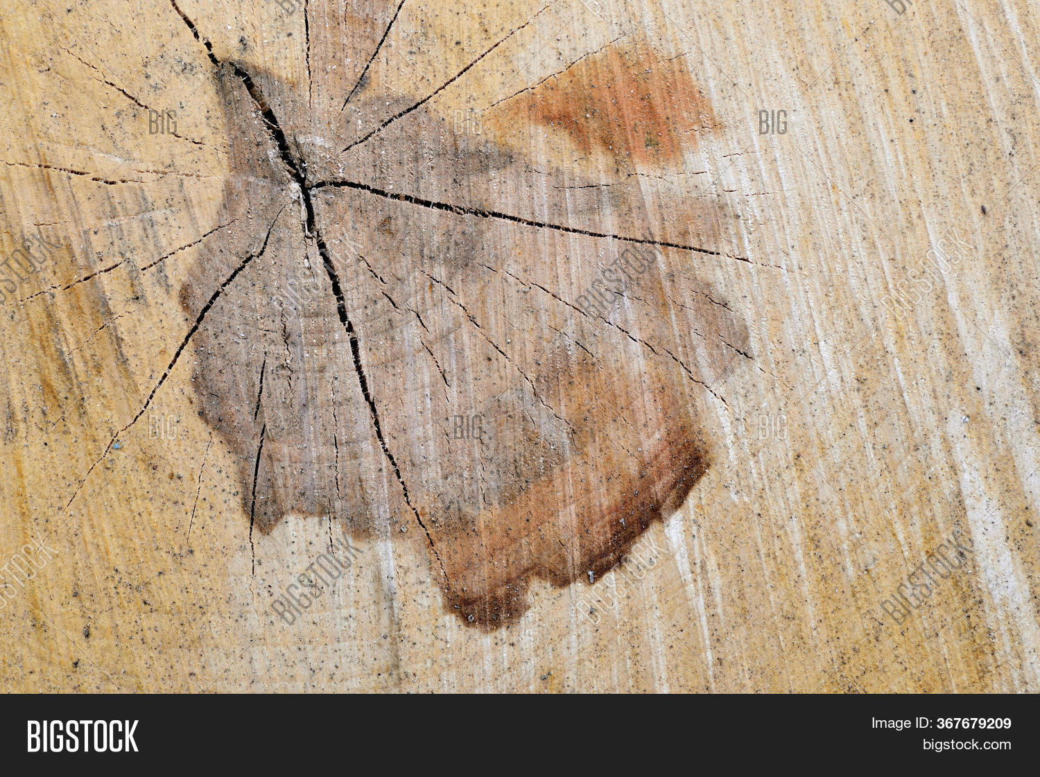 Slice Wood Timber Image & Photo (Free Trial) | Bigstock