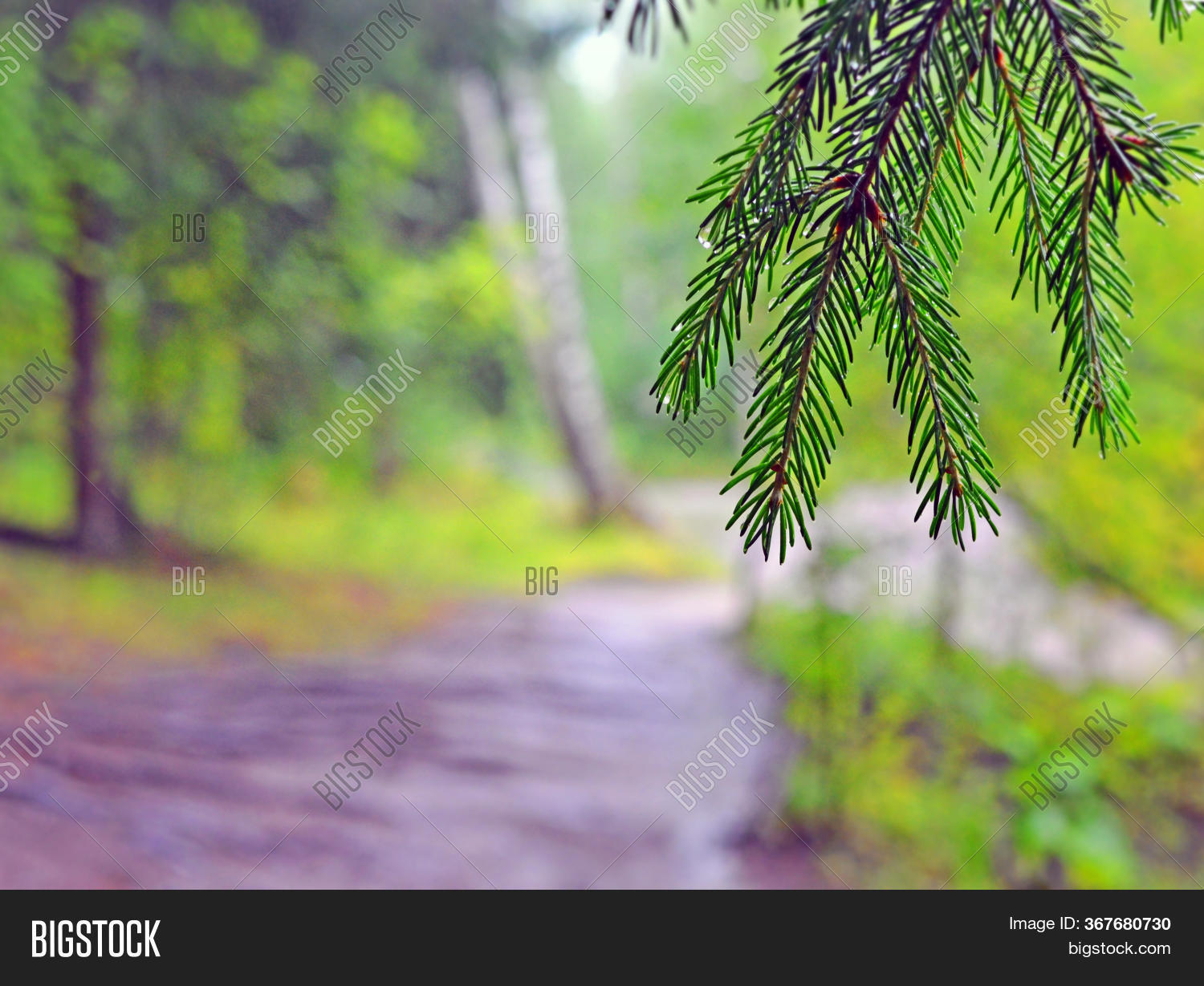 Spruce Branch Rain Image & Photo (Free Trial) | Bigstock