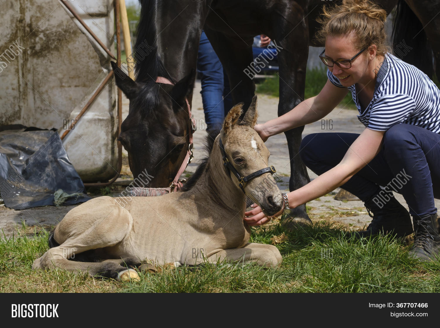 Cute Newborn Colt Image & Photo (Free Trial) | Bigstock
