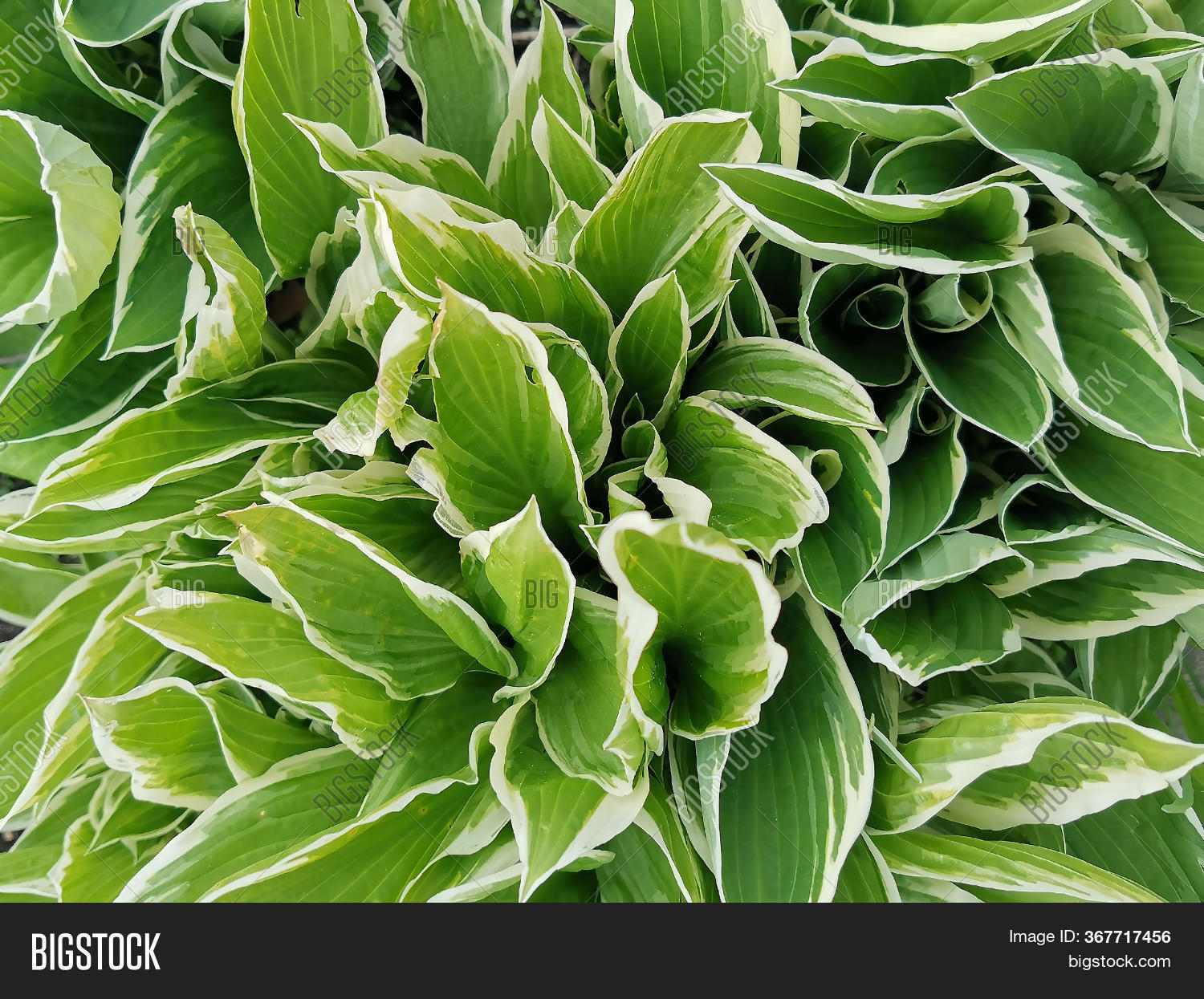 Closeup Thick Green Image & Photo (Free Trial) | Bigstock