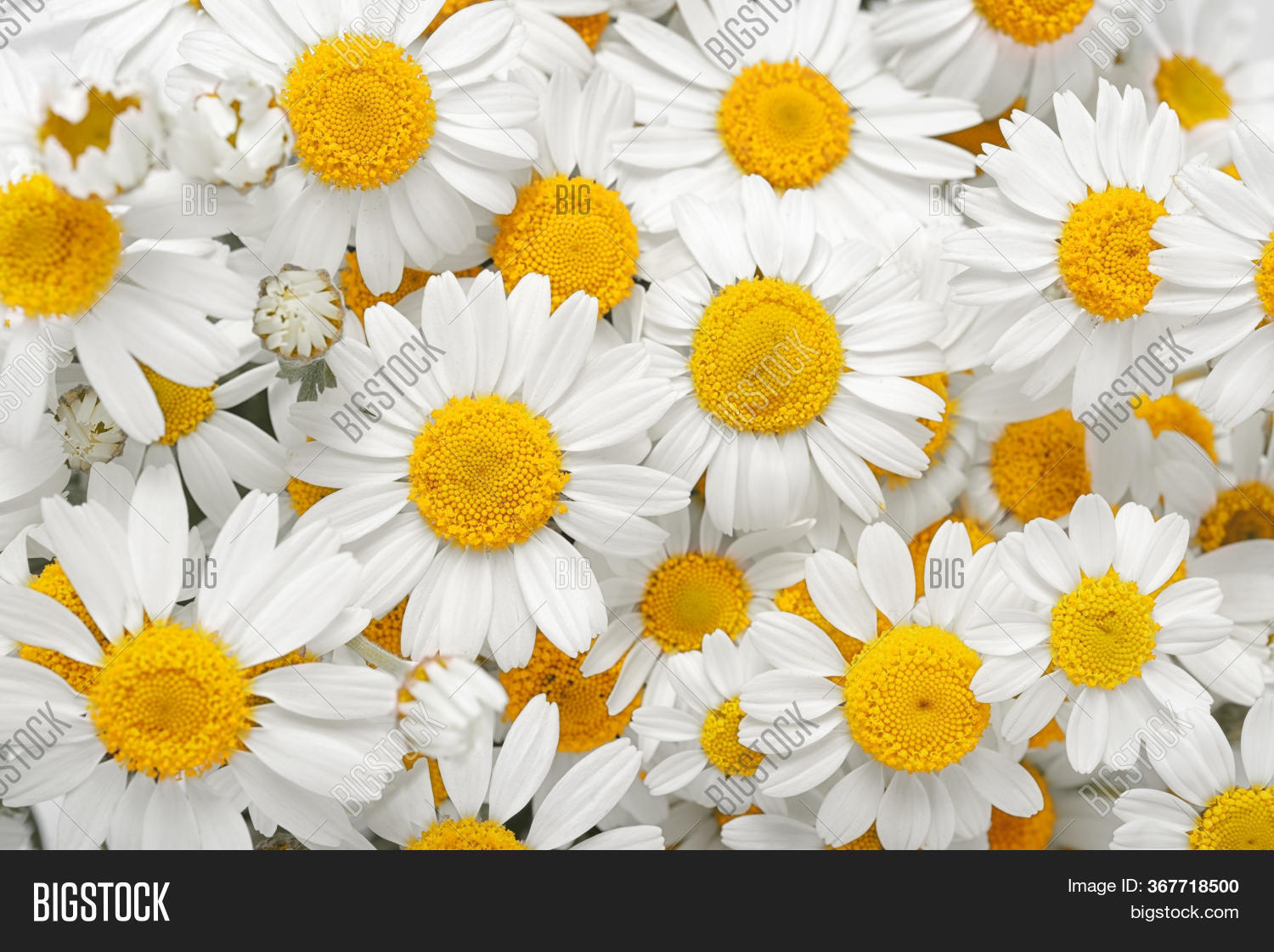 Chamomile. Bunch Image & Photo (Free Trial) | Bigstock