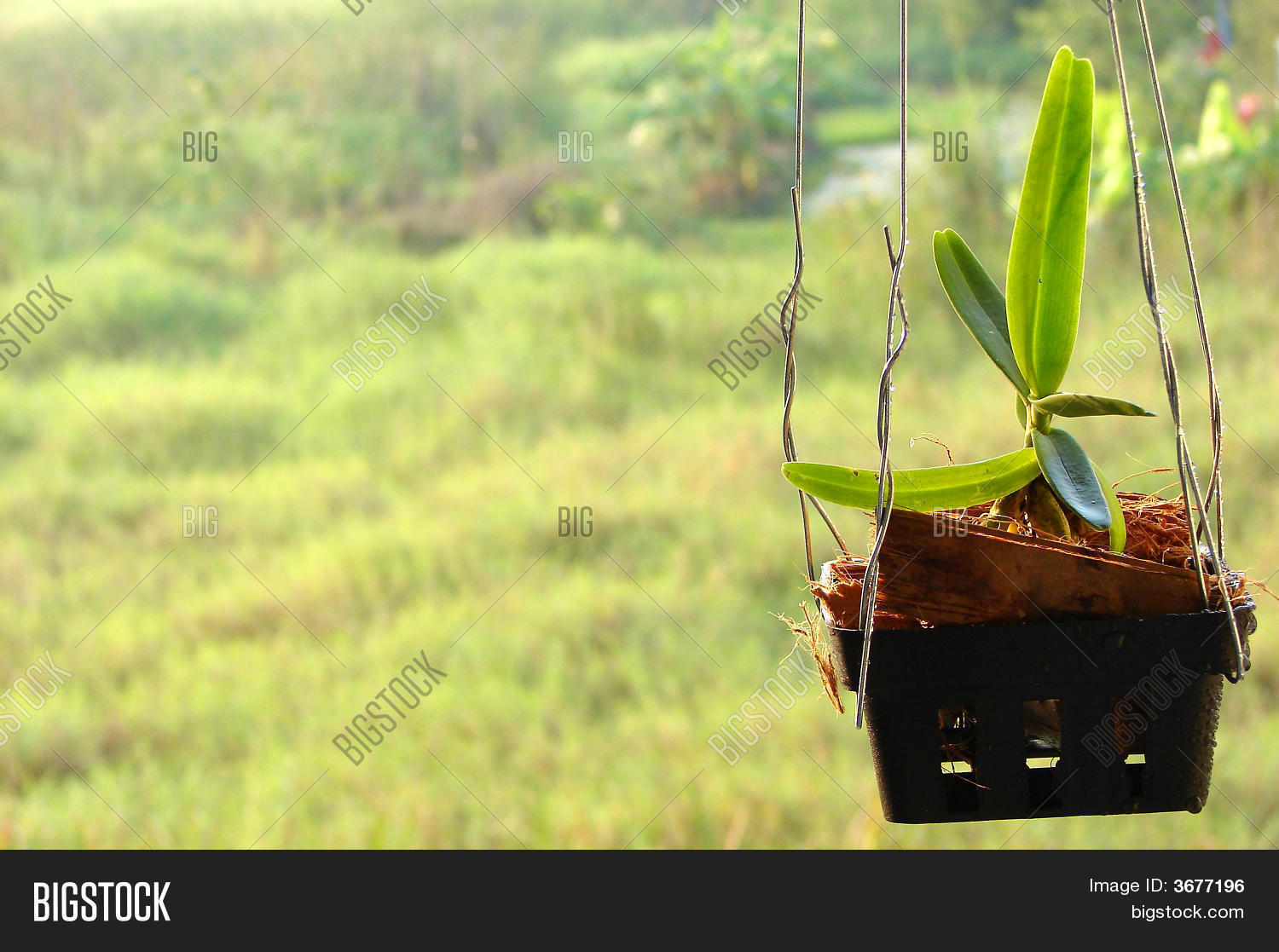 Orchid Sprout Pot Image & Photo (Free Trial) | Bigstock