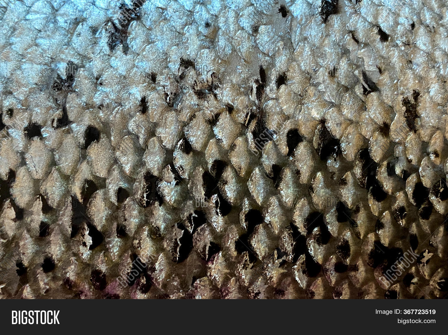 Salmon Scales. Close Image & Photo (Free Trial) | Bigstock