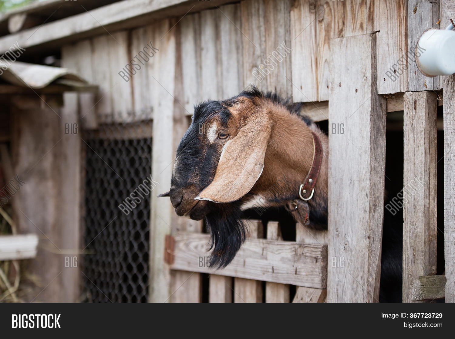 Head Large Nubian Goat Image & Photo (Free Trial) | Bigstock