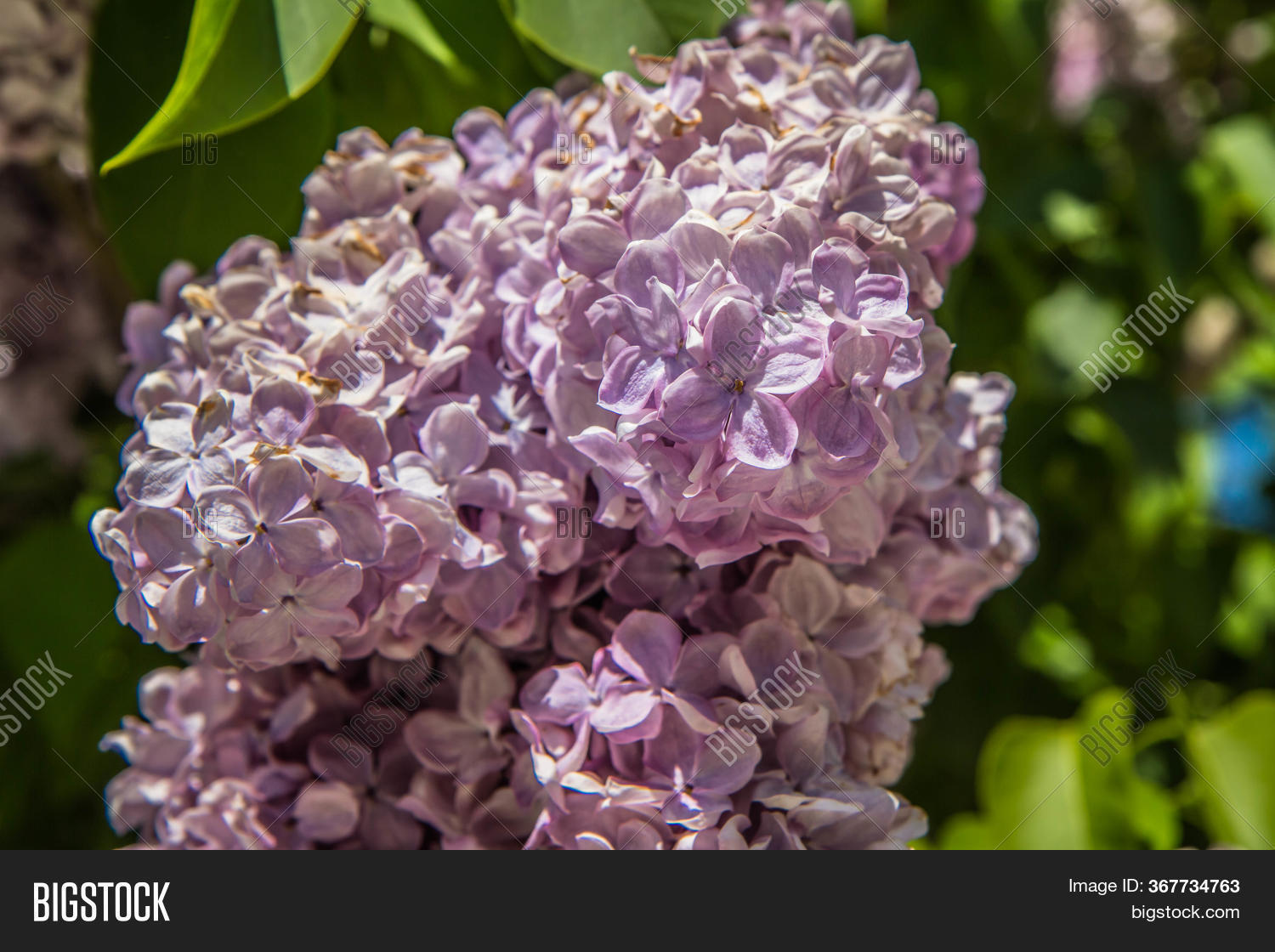 Lilac Tree Blooming Image & Photo (Free Trial) | Bigstock
