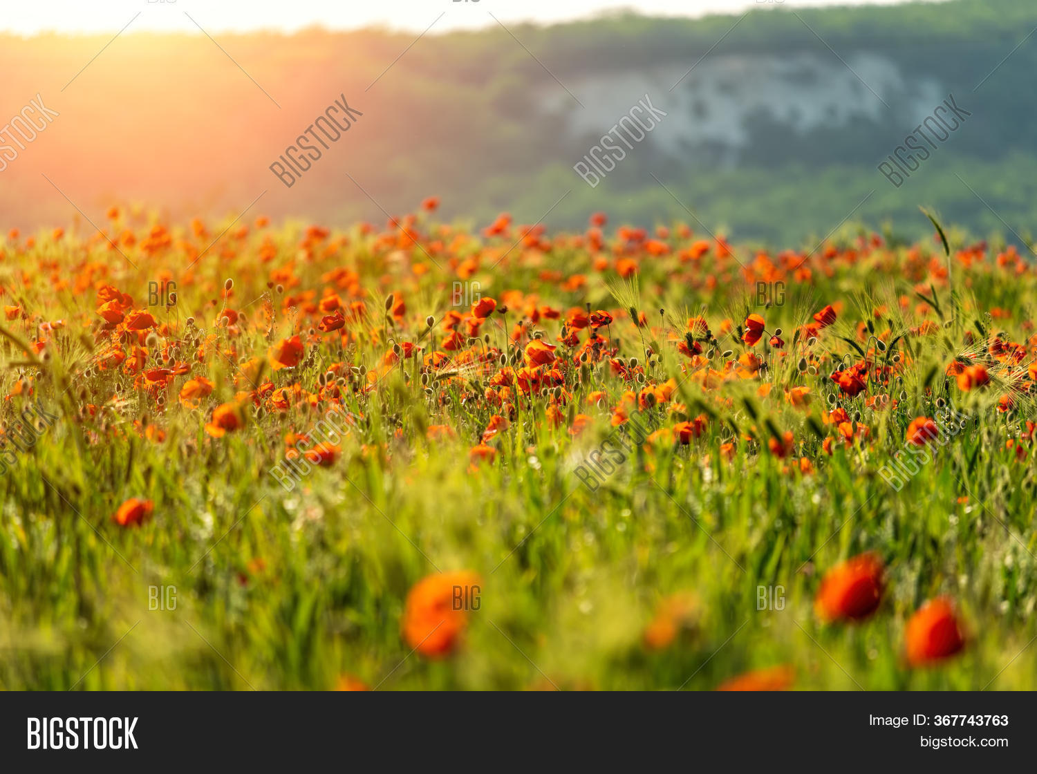 Field Green Grass Red Image & Photo (Free Trial) | Bigstock