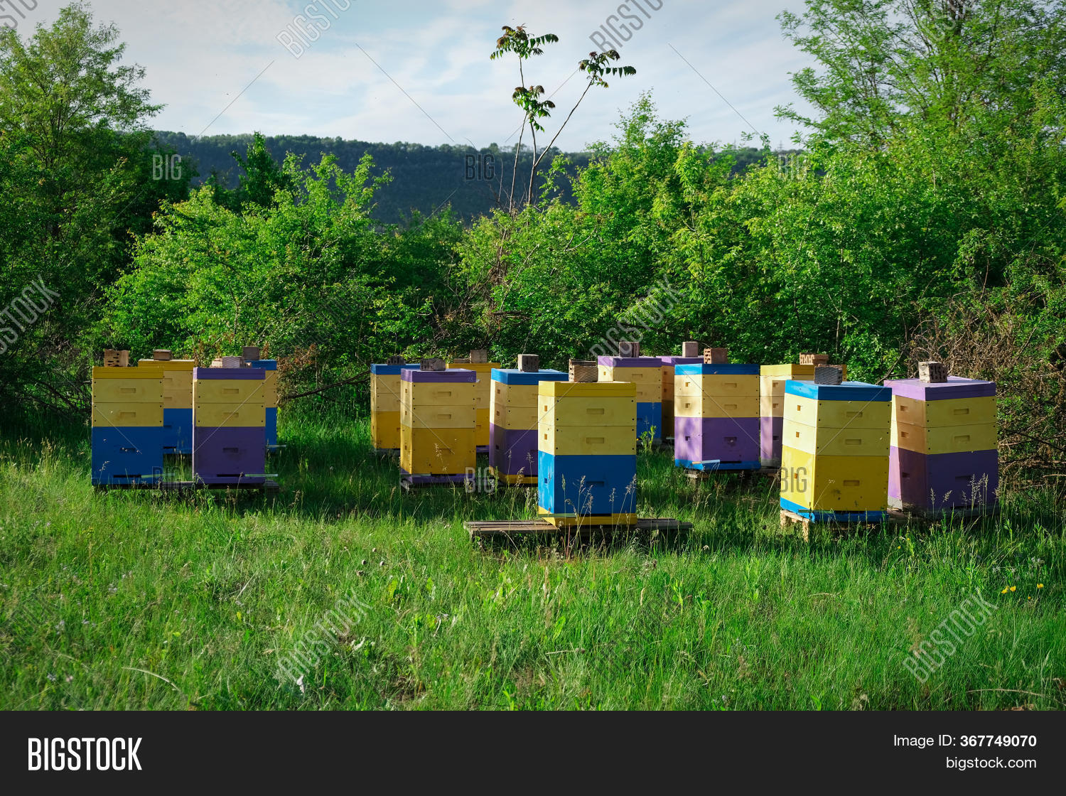 Eco-friendly Apiary. Image & Photo (Free Trial) | Bigstock