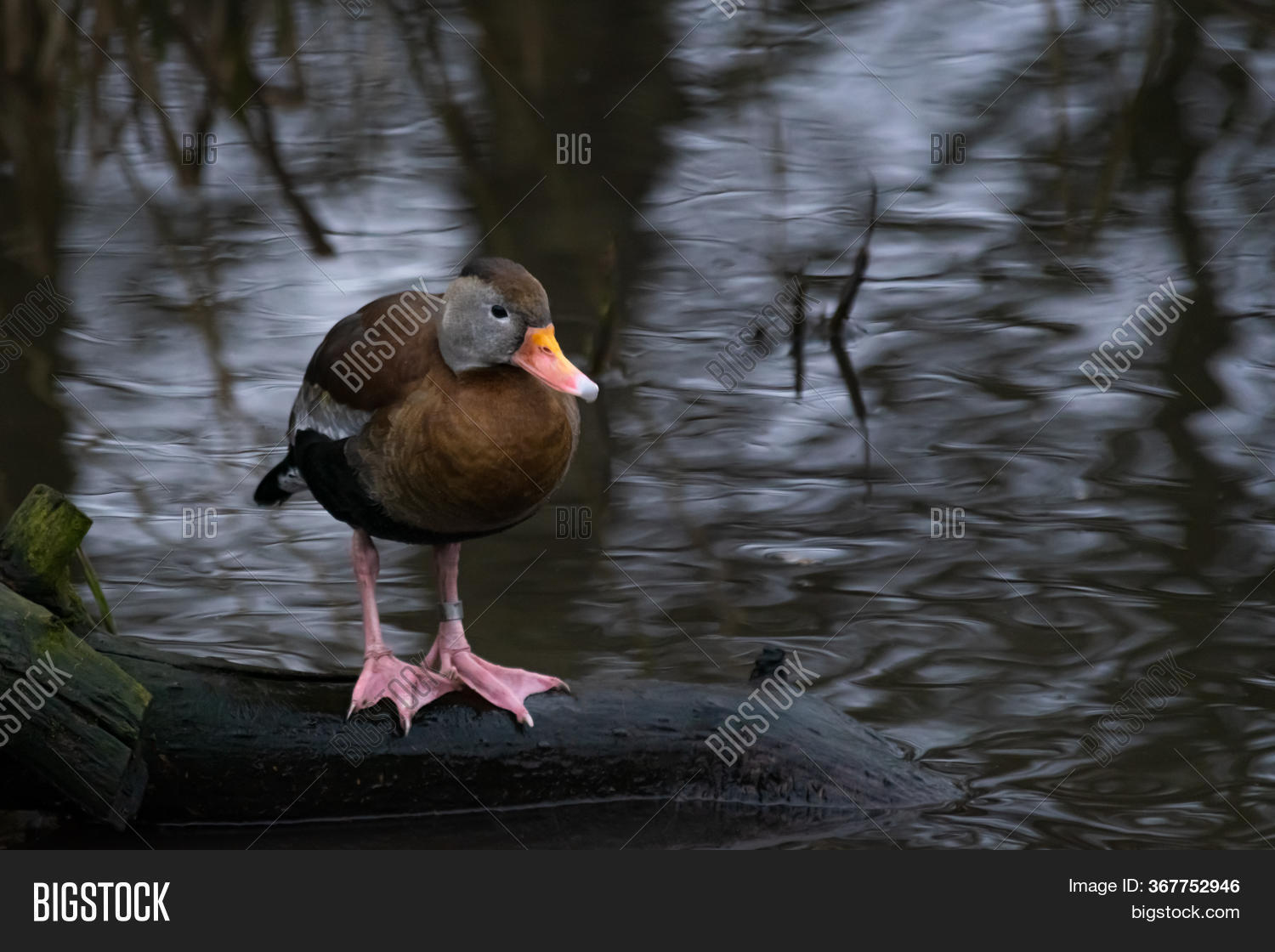Common Shelduck Stood Image & Photo (Free Trial) | Bigstock