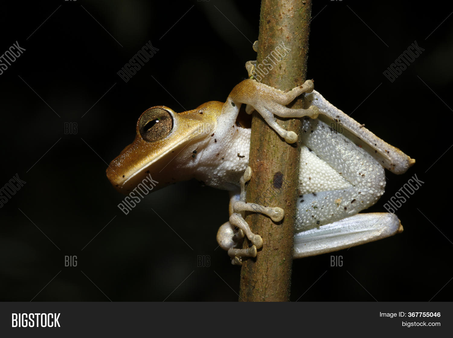 Tree Frog On Branch. Image & Photo (Free Trial) | Bigstock