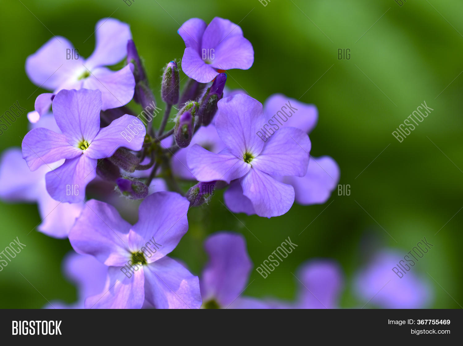 Flowers Hesperis Image & Photo (Free Trial) | Bigstock